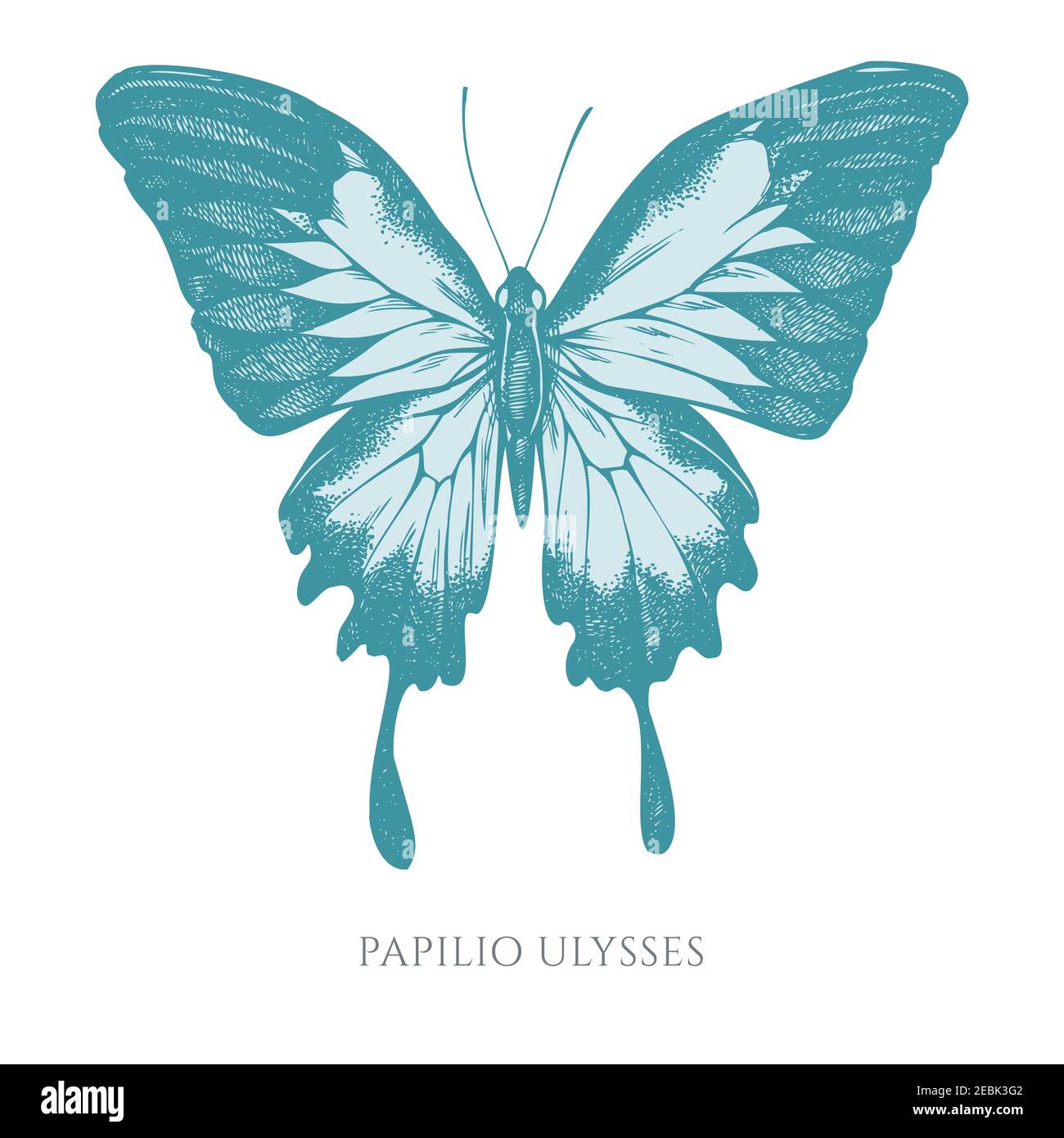 Vector set of hand drawn pastel blue emperor Stock Vector Image & Art ...