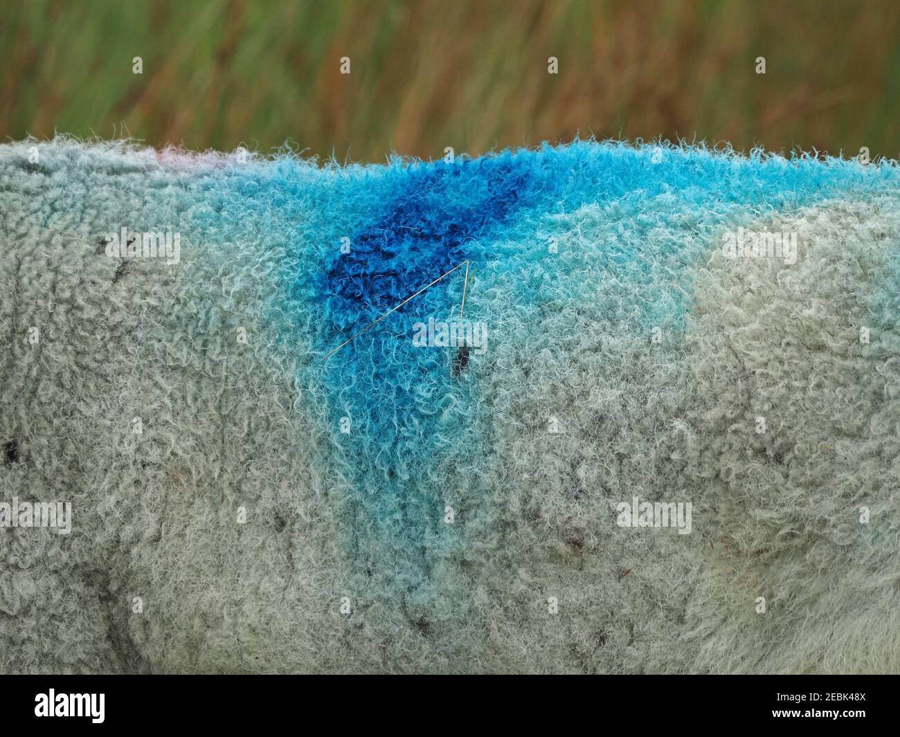 shades of royal blue spreading from dye-marked letter B on thick matted ...