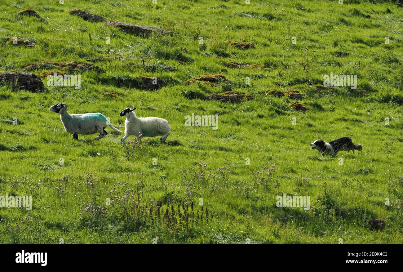 Enthusiastic sheepdog follows at speed two woolly black-faced hill ...