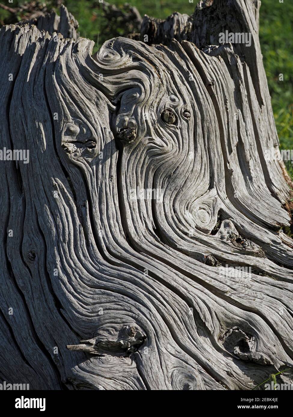 Dead hardwood tree hi-res stock photography and images - Alamy