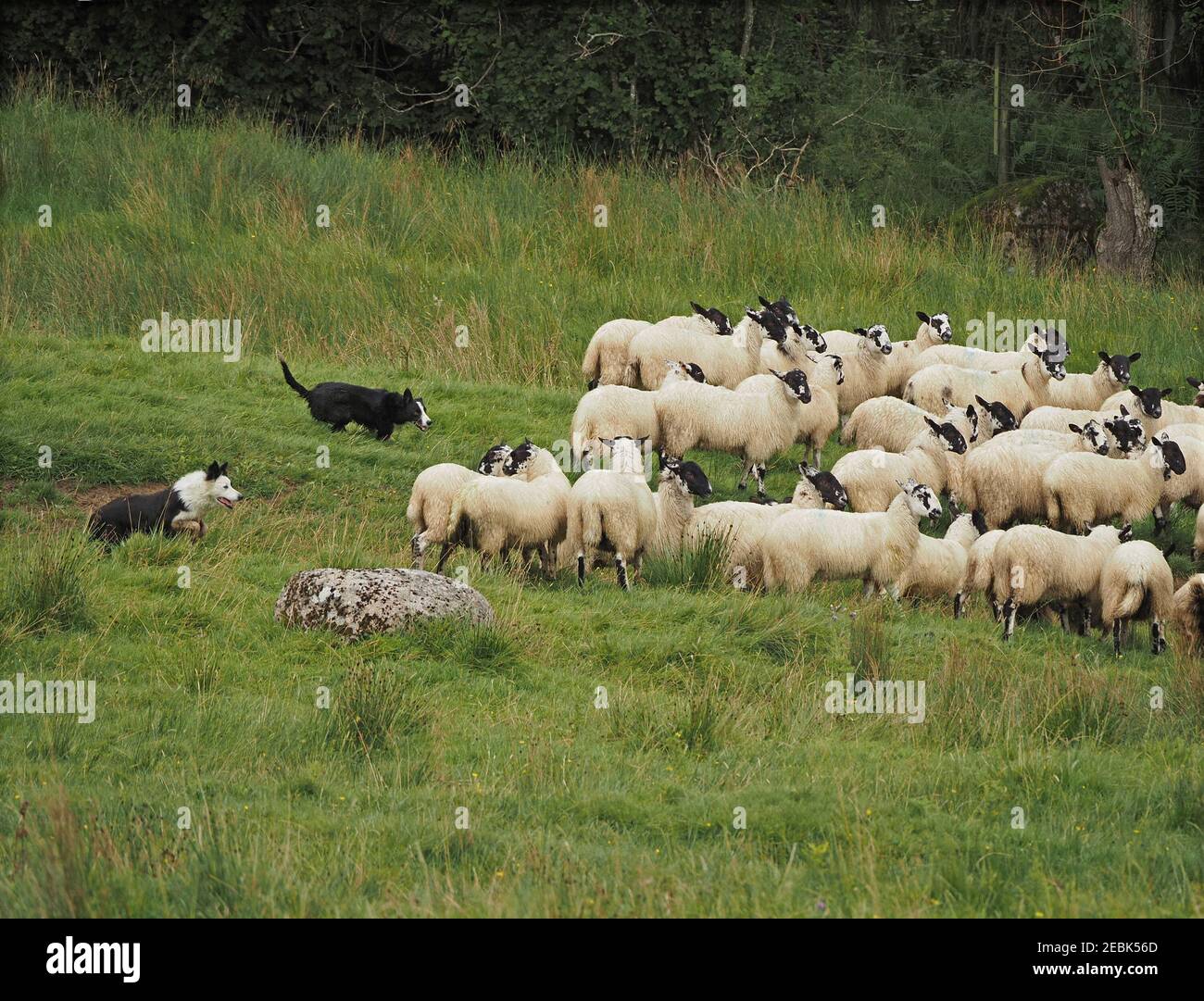 Dog chase sheep hi-res stock photography and images - Alamy