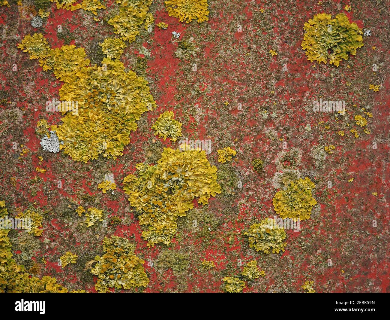 mature yellow white & grey lichens growing freely on faded rusty red ...