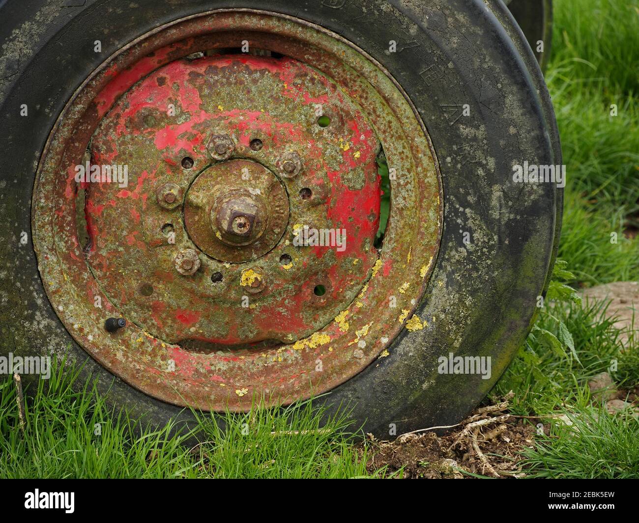 rusty red wheel of old farm trailer encrusted with yellow lichen ...