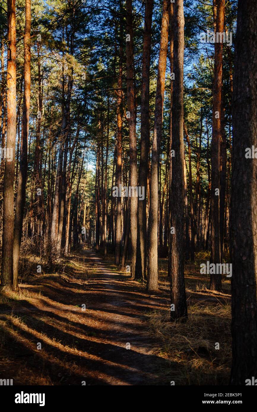 Wooded forest trees backlit by golden sunlight before sunset with sun ...