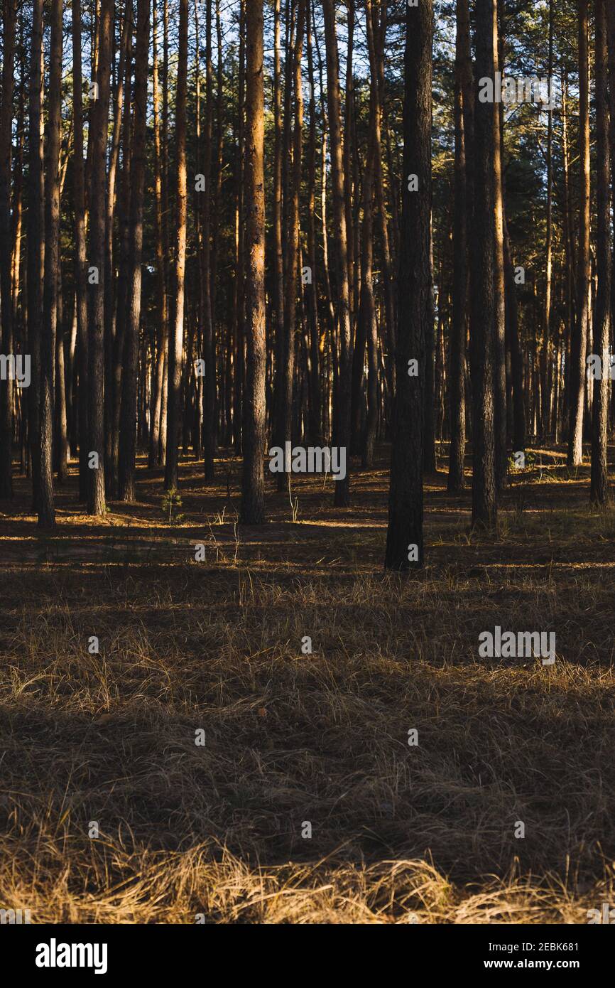 Wooded forest trees backlit by golden sunlight before sunset with sun ...
