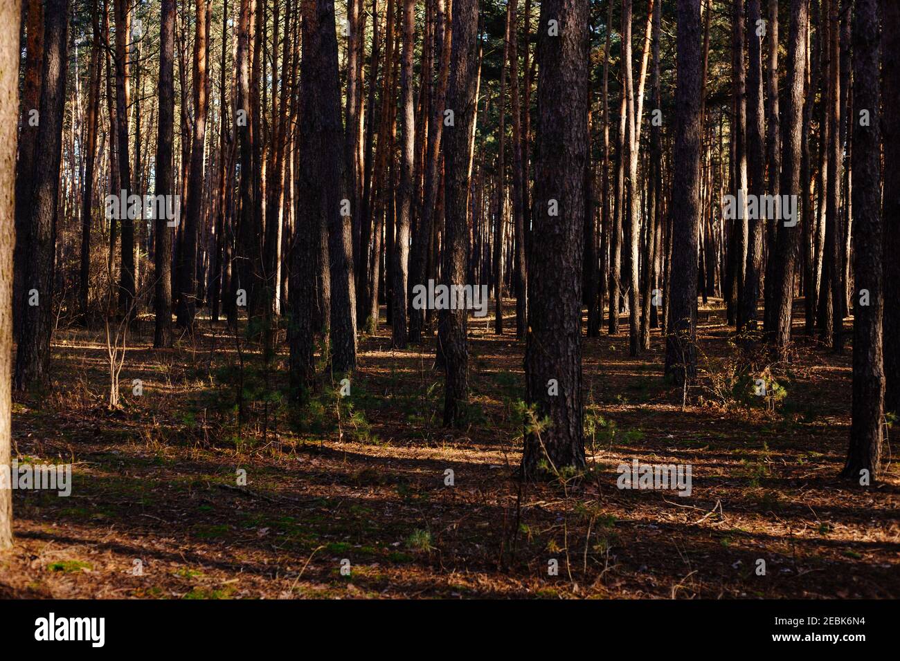 Wooded forest trees backlit by golden sunlight before sunset with sun ...