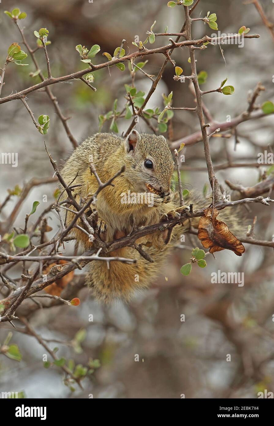 Smiths bush squirrel paraxerus cepapi hi-res stock photography and ...
