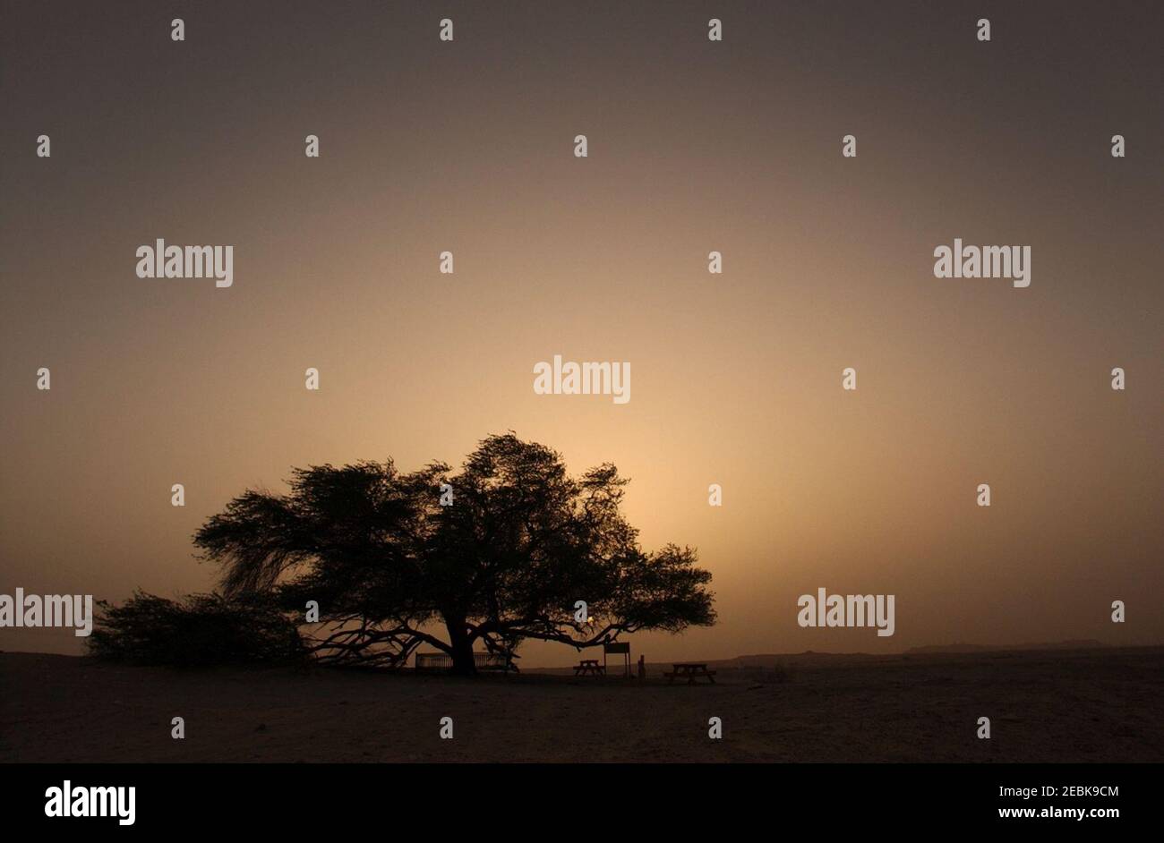 Notable Bahrain tree Stock Photo - Alamy