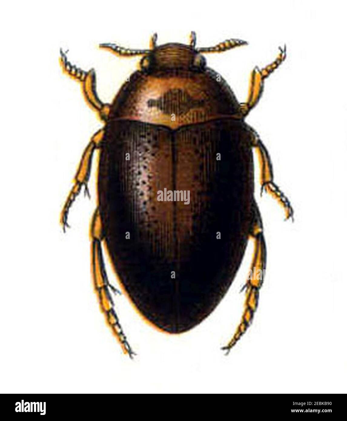 Clavicornis hi-res stock photography and images - Alamy