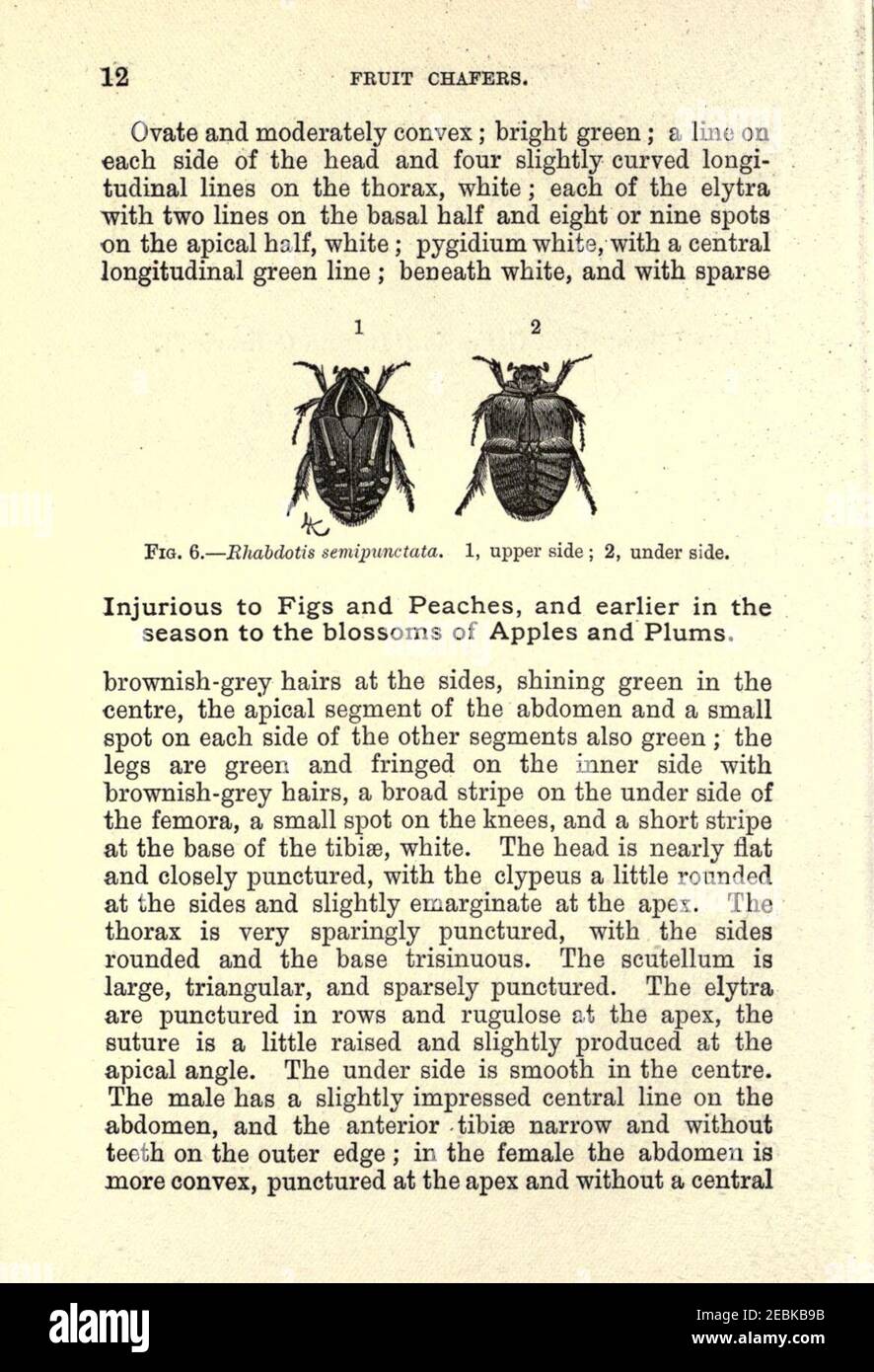 Notes and descriptions of a few injurious farm and fruit insects of ...