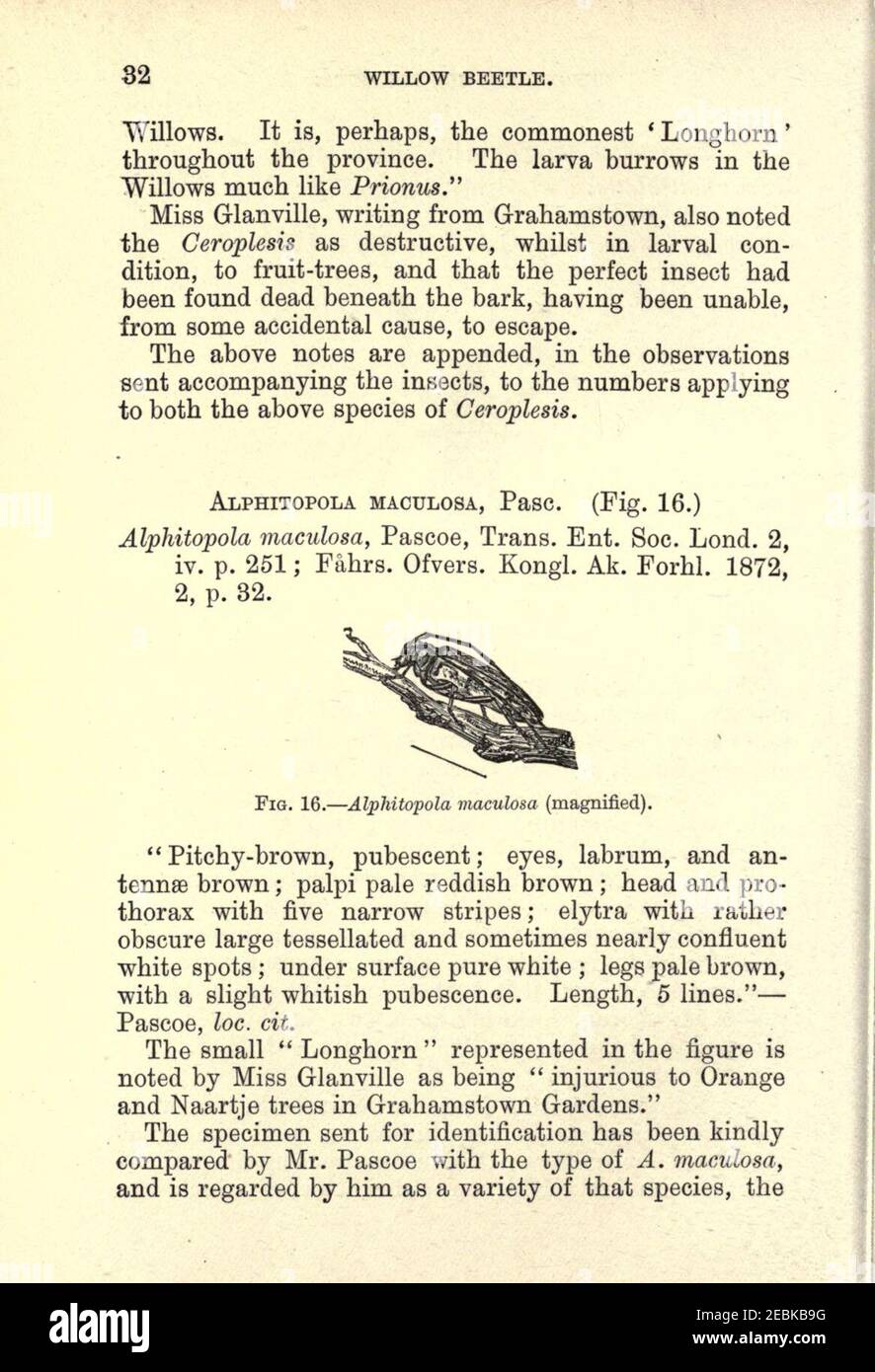 Notes and descriptions of a few injurious farm and fruit insects of ...