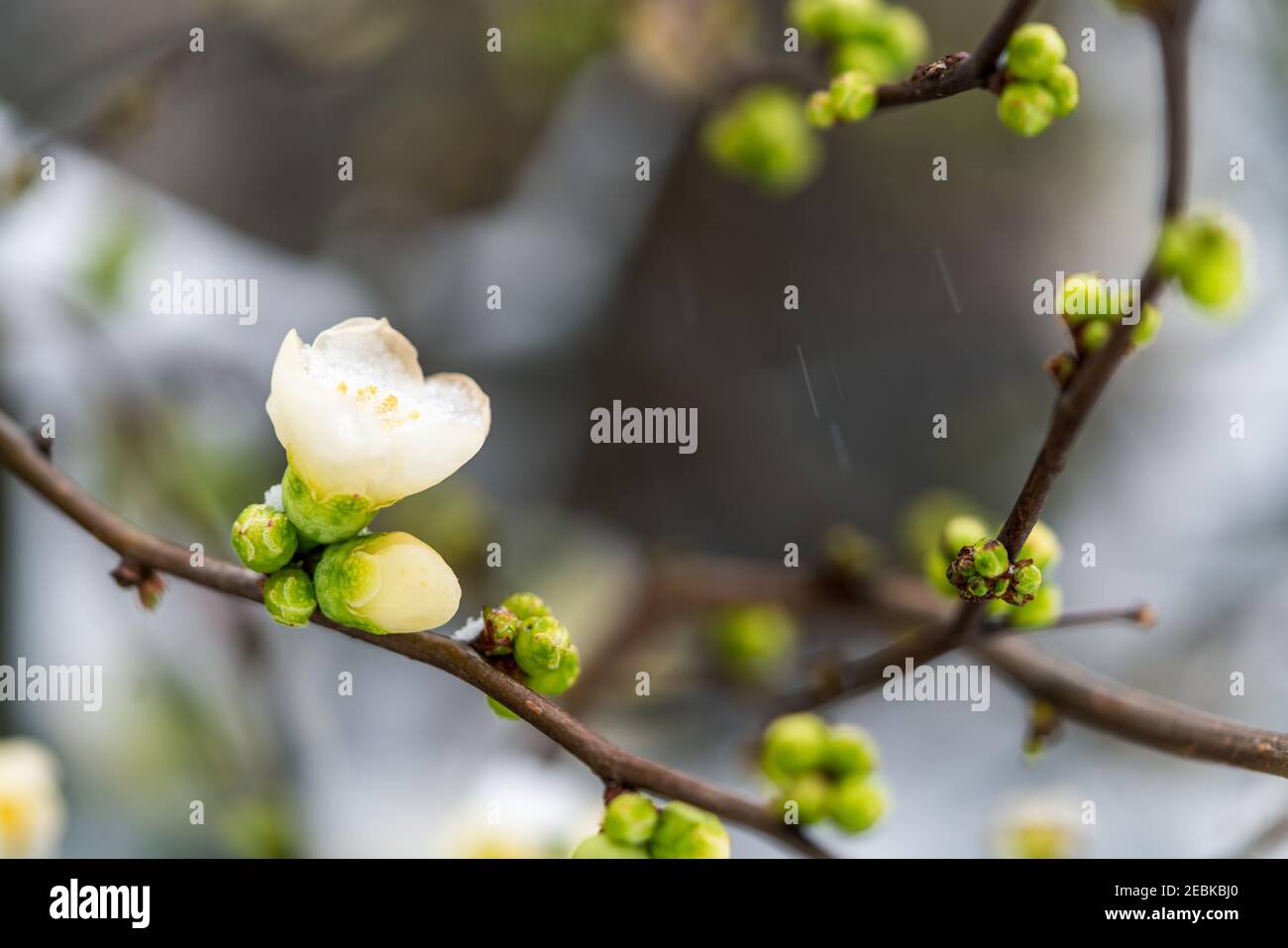 Maco flower hi-res stock photography and images - Alamy