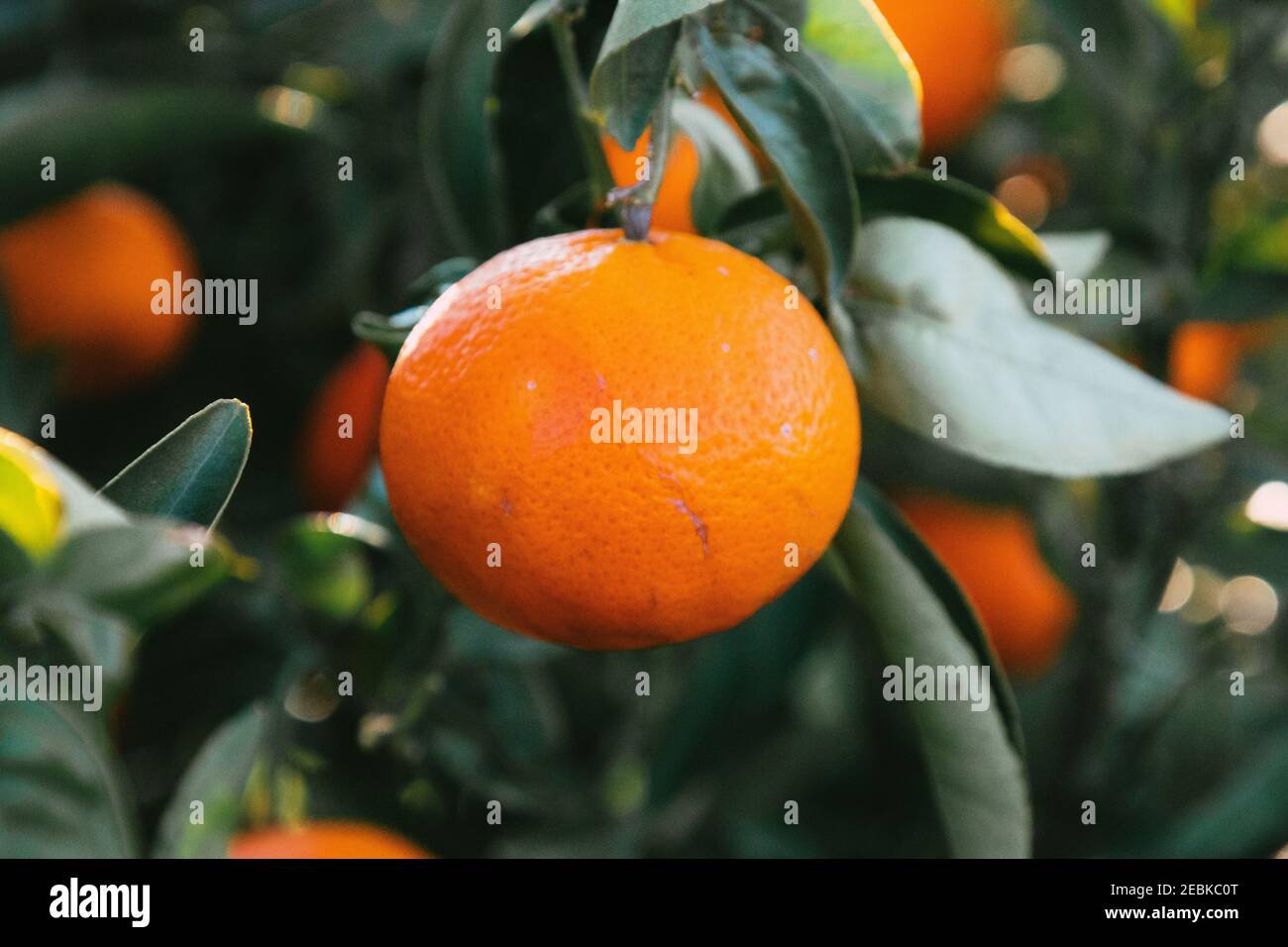 Mandarin ripening on a tree branch in the garden Stock Photo - Alamy