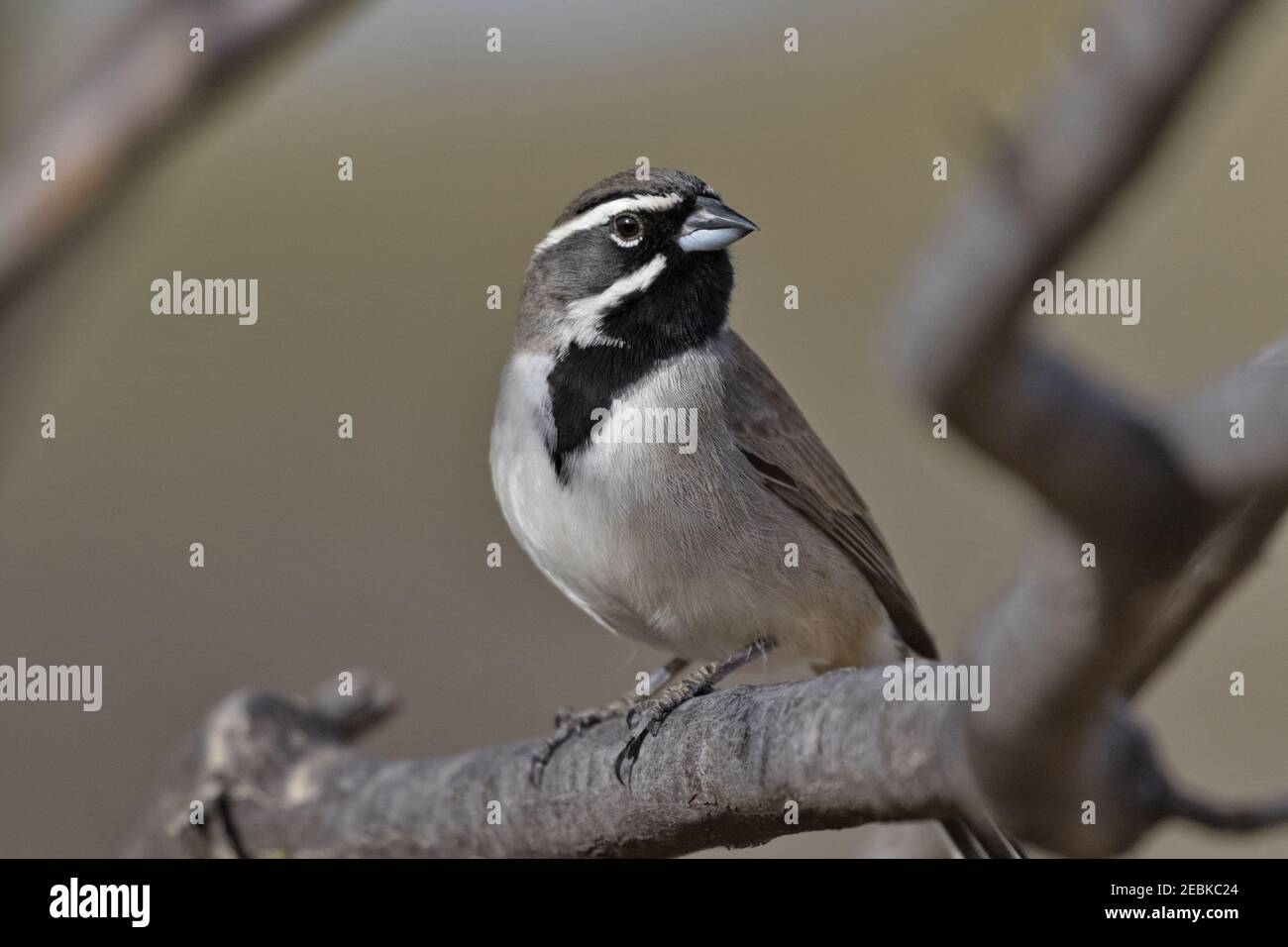 Bold black, gray, and white markings make Black throated sparrow an eye ...