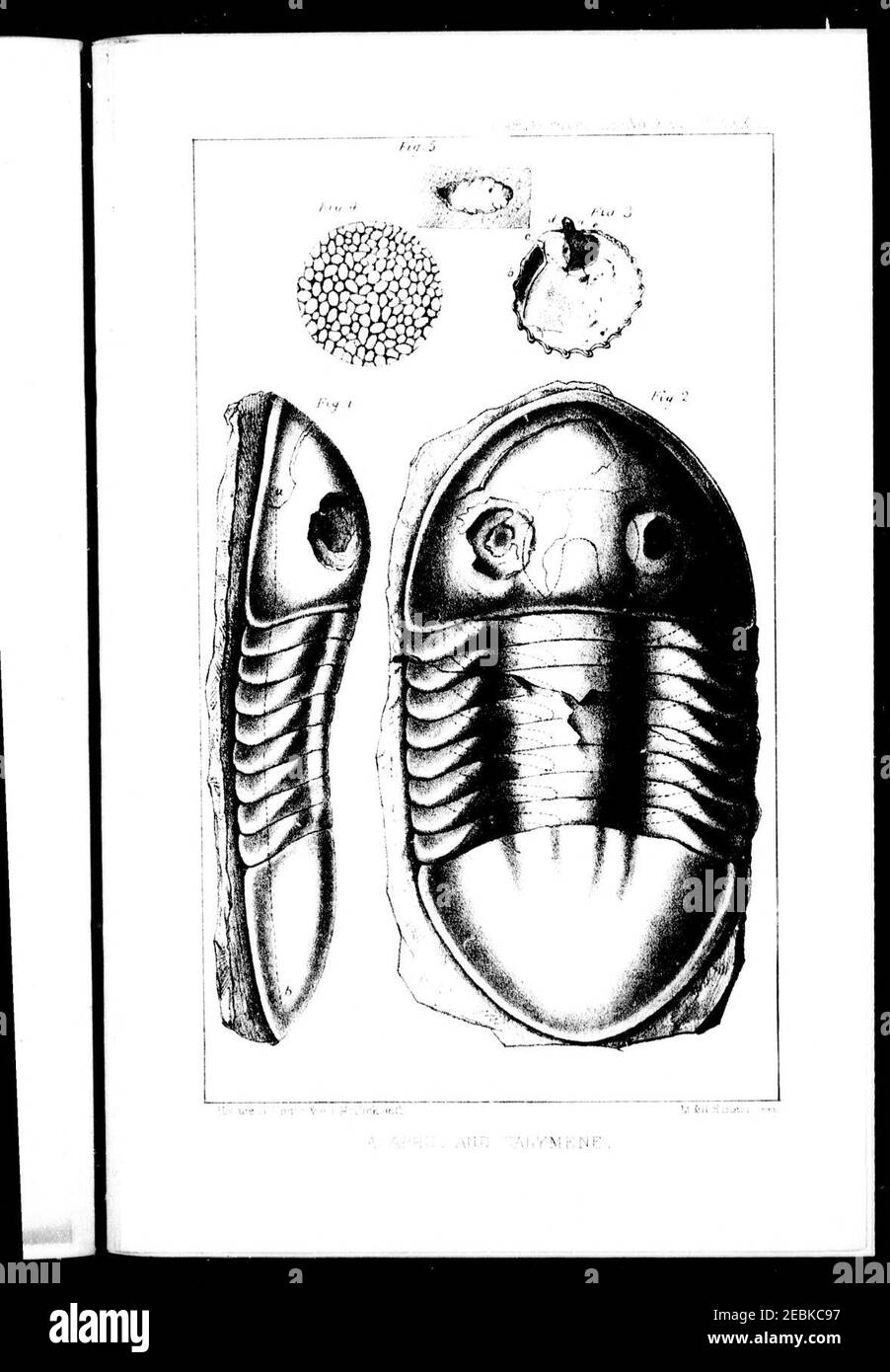 Notes on some specimens of lower silurian trilobites Stock Photo - Alamy
