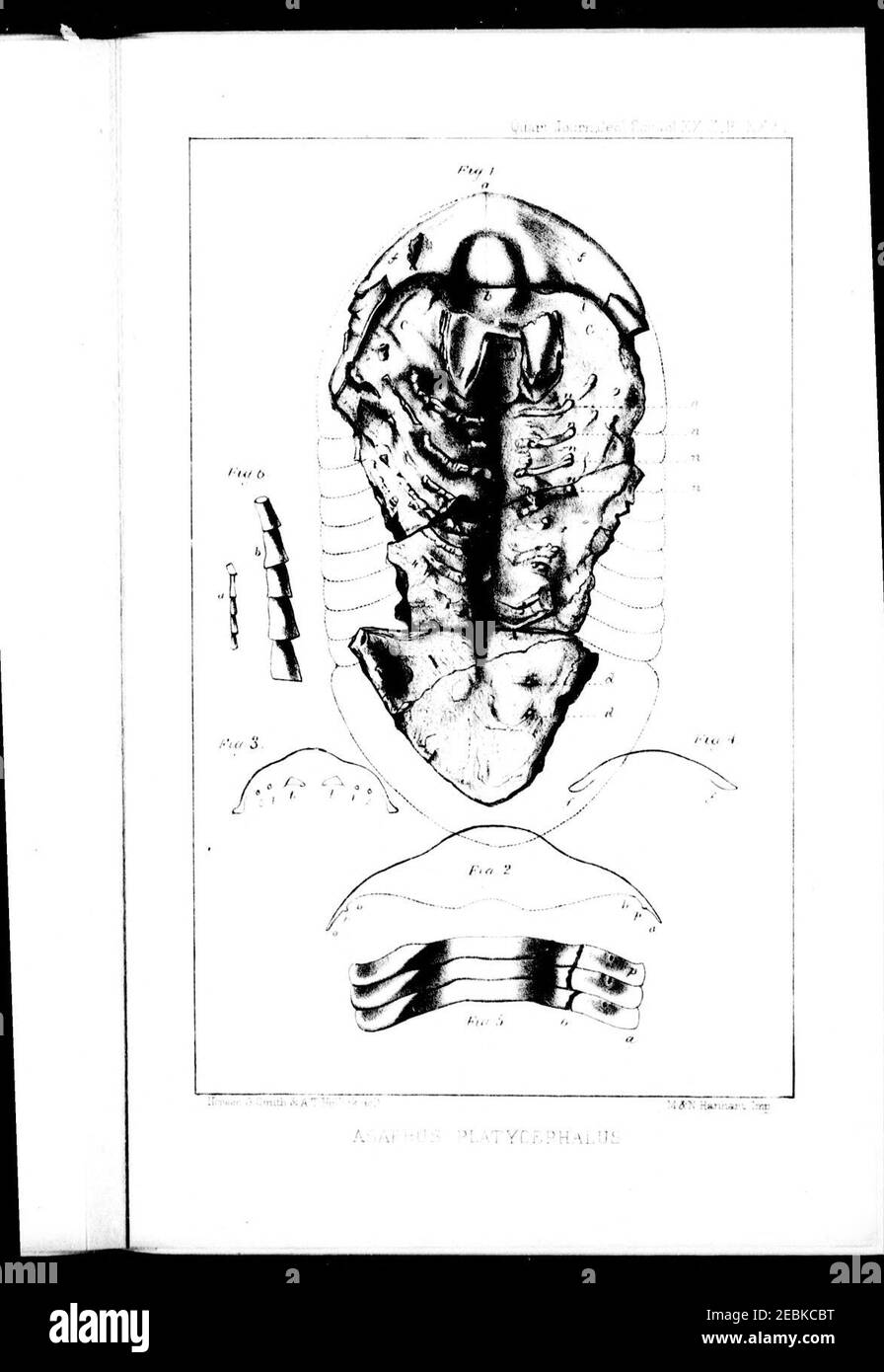 Notes on some specimens of lower silurian trilobites Stock Photo - Alamy