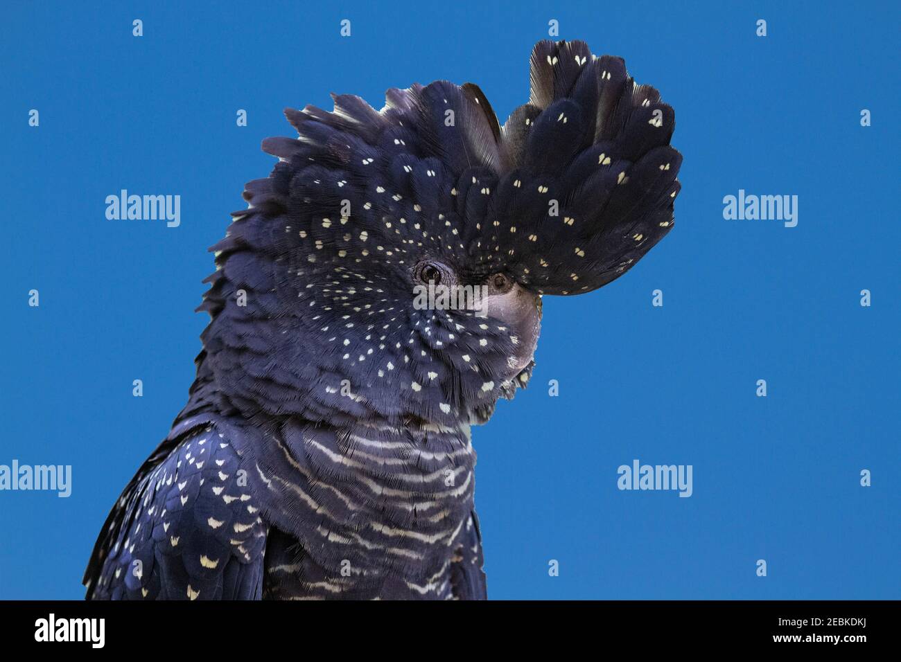 Female Red-tailed Black Cockatoo Stock Photo - Alamy
