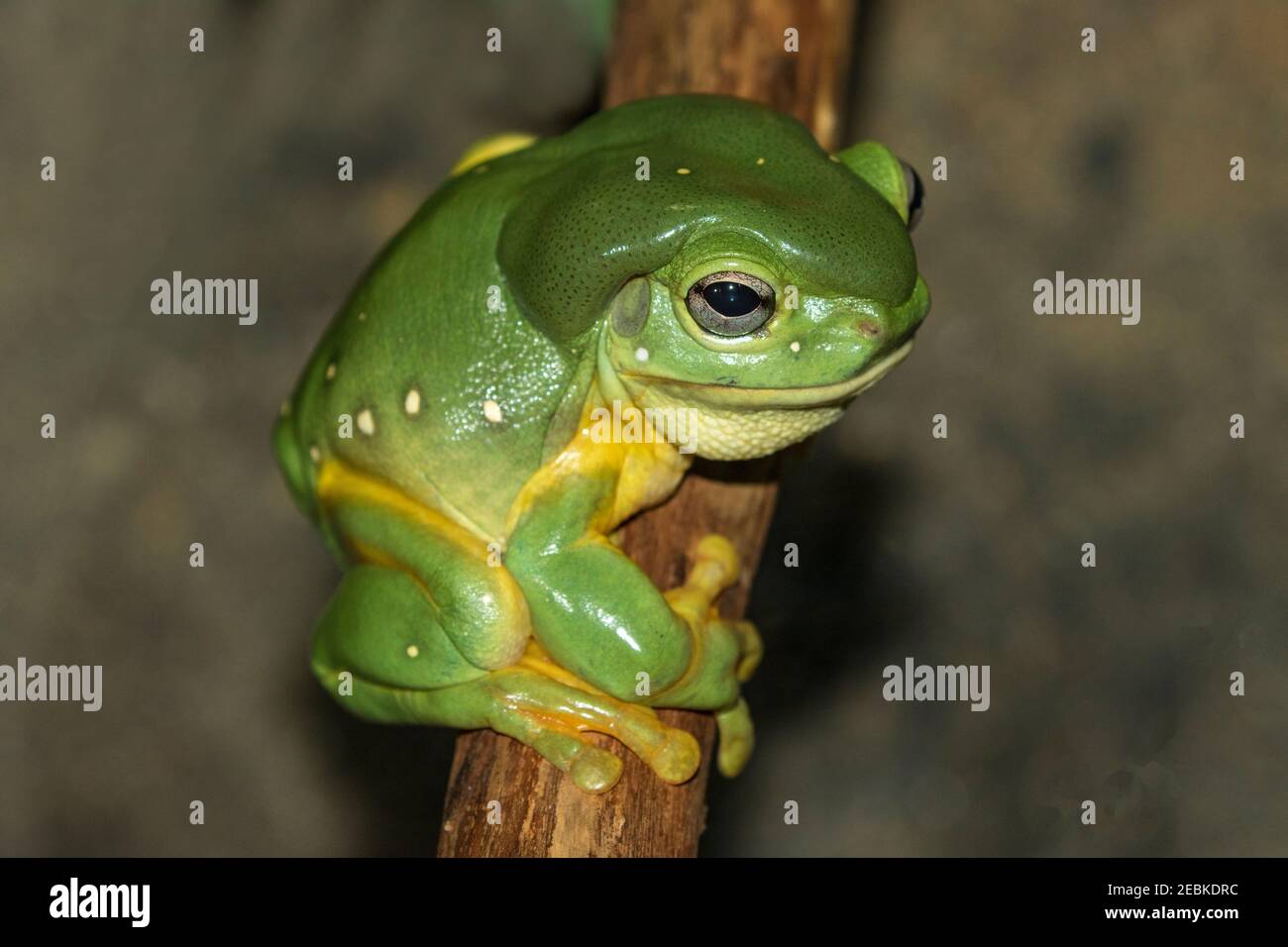 Magnificent Tree Frog Stock Photo - Alamy