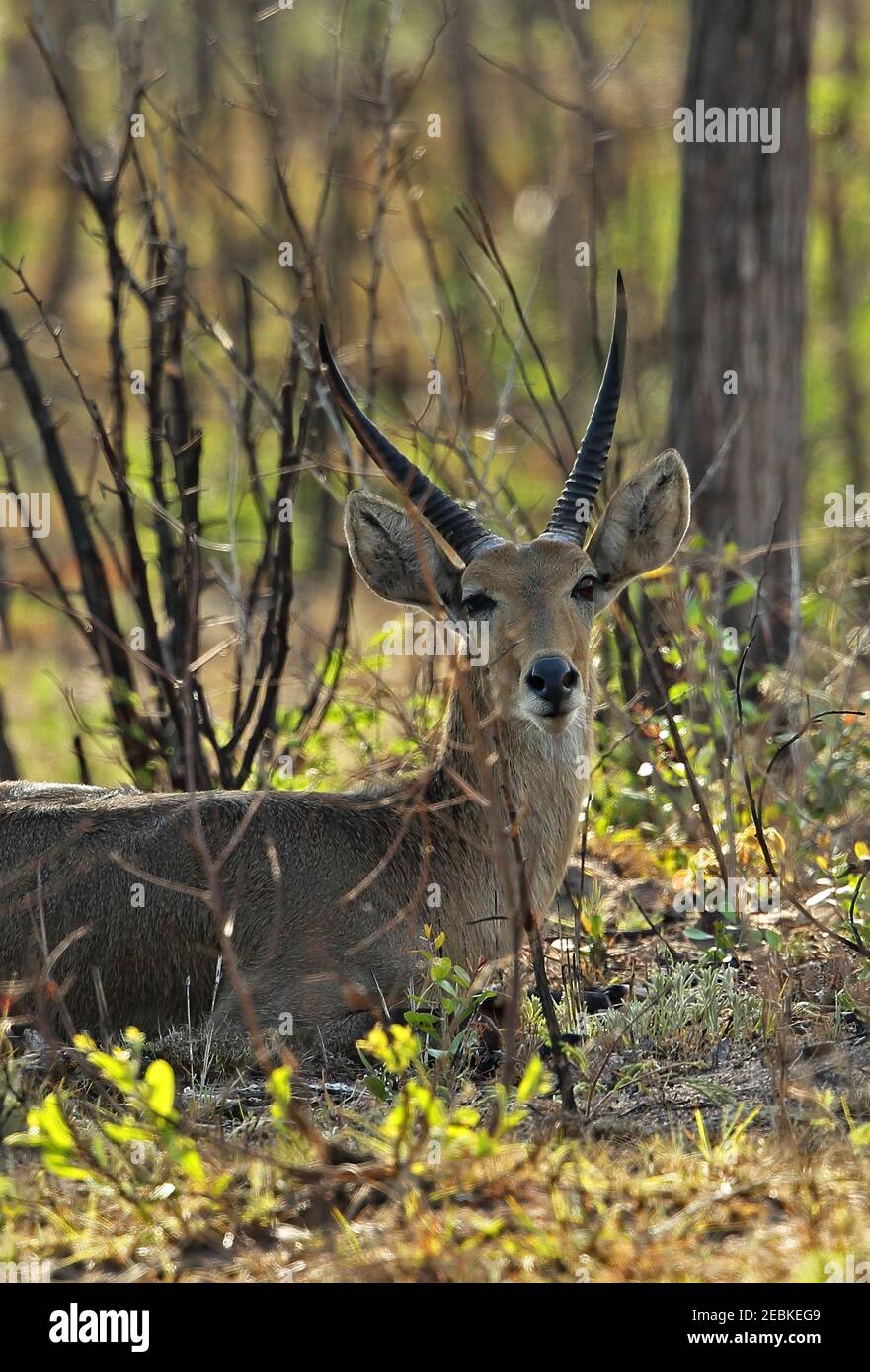 Southern Reedbuck (Redunca arundinum) close up of adult male Kruger NP ...
