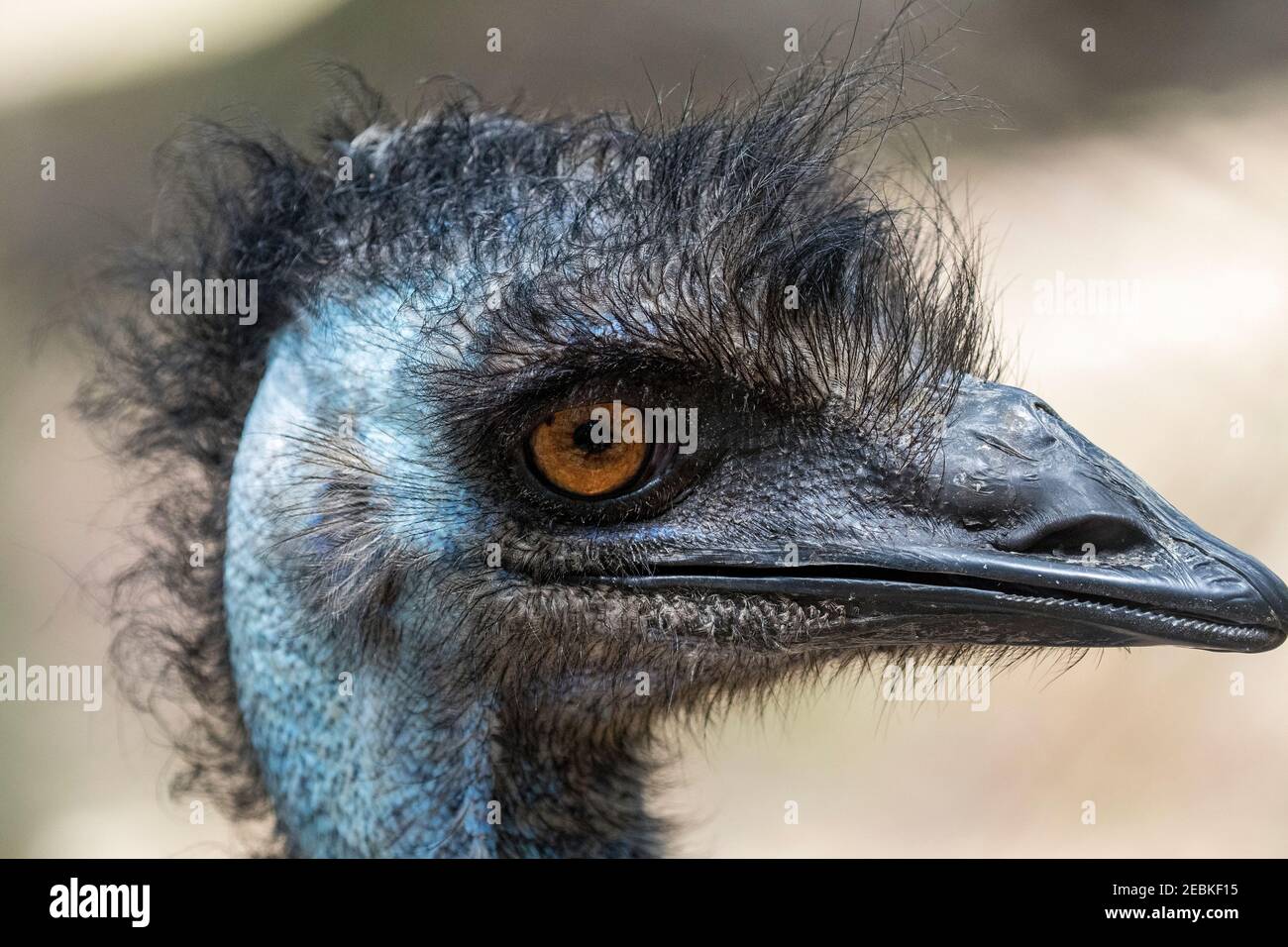 Close up photo of Australian Emu Stock Photo - Alamy