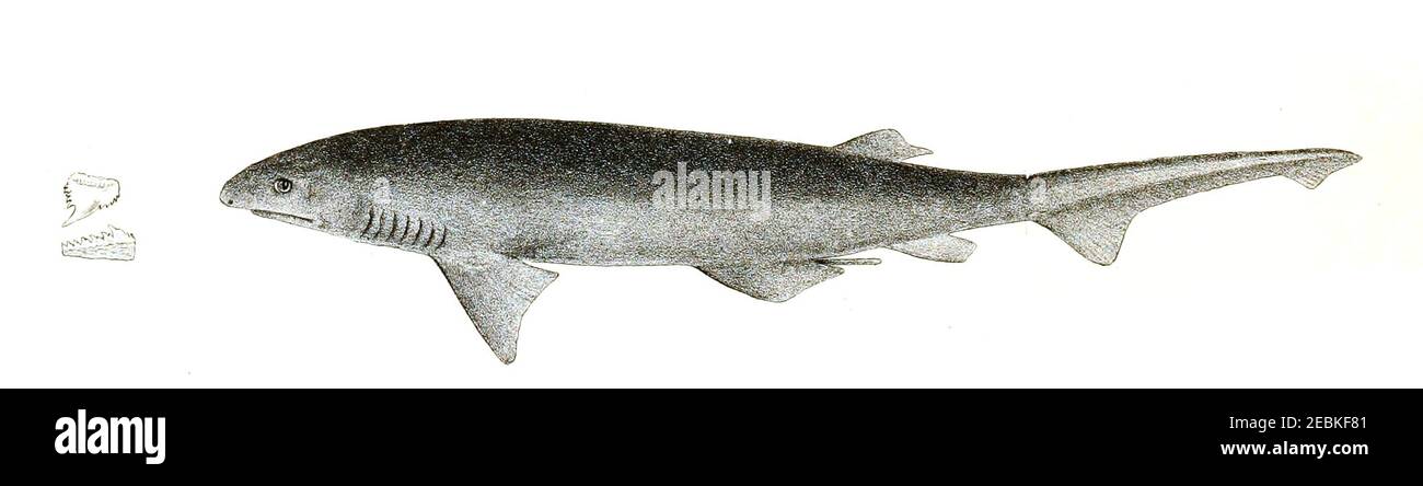 Notidanus hi-res stock photography and images - Alamy