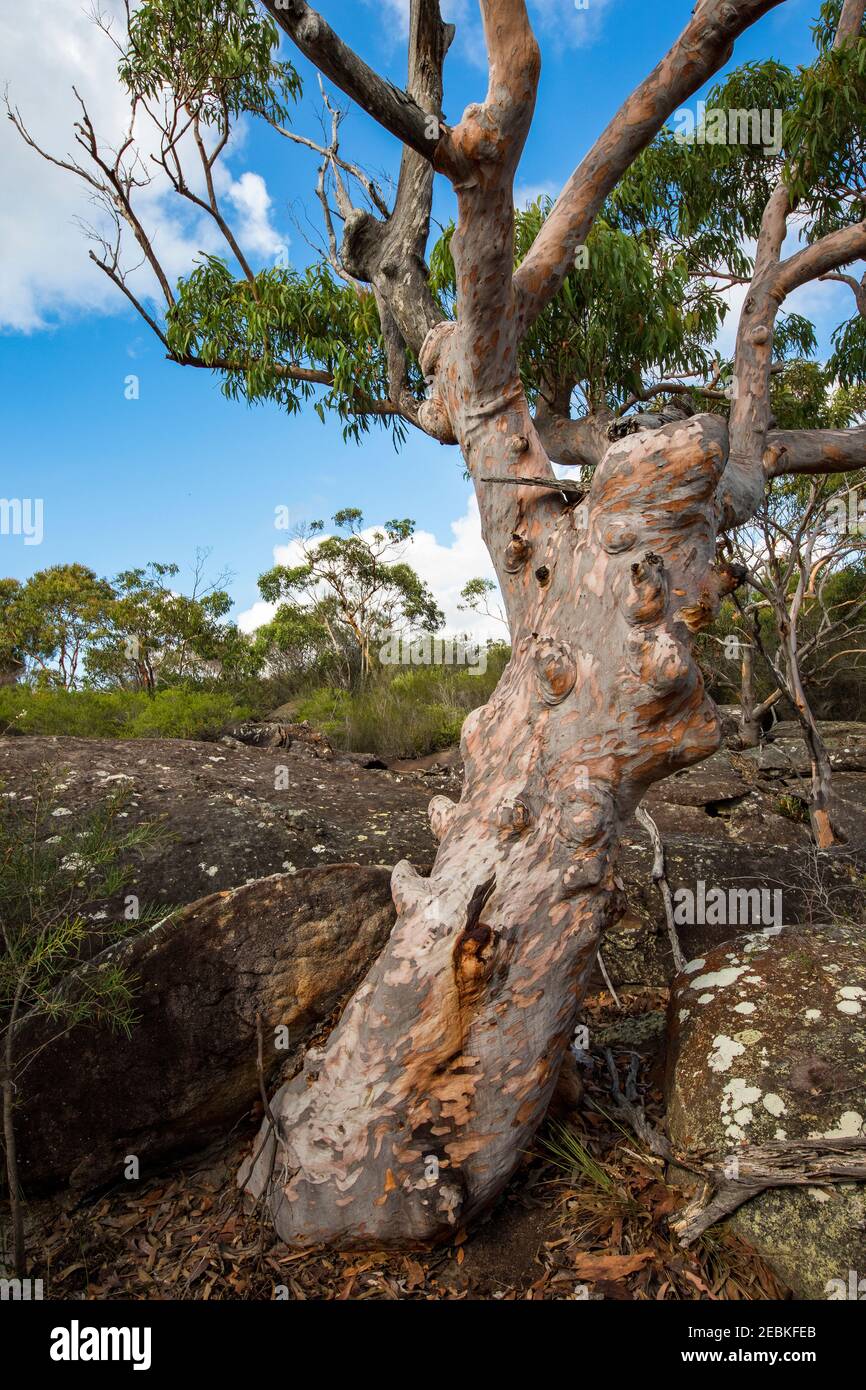 Bush setting hi-res stock photography and images - Alamy