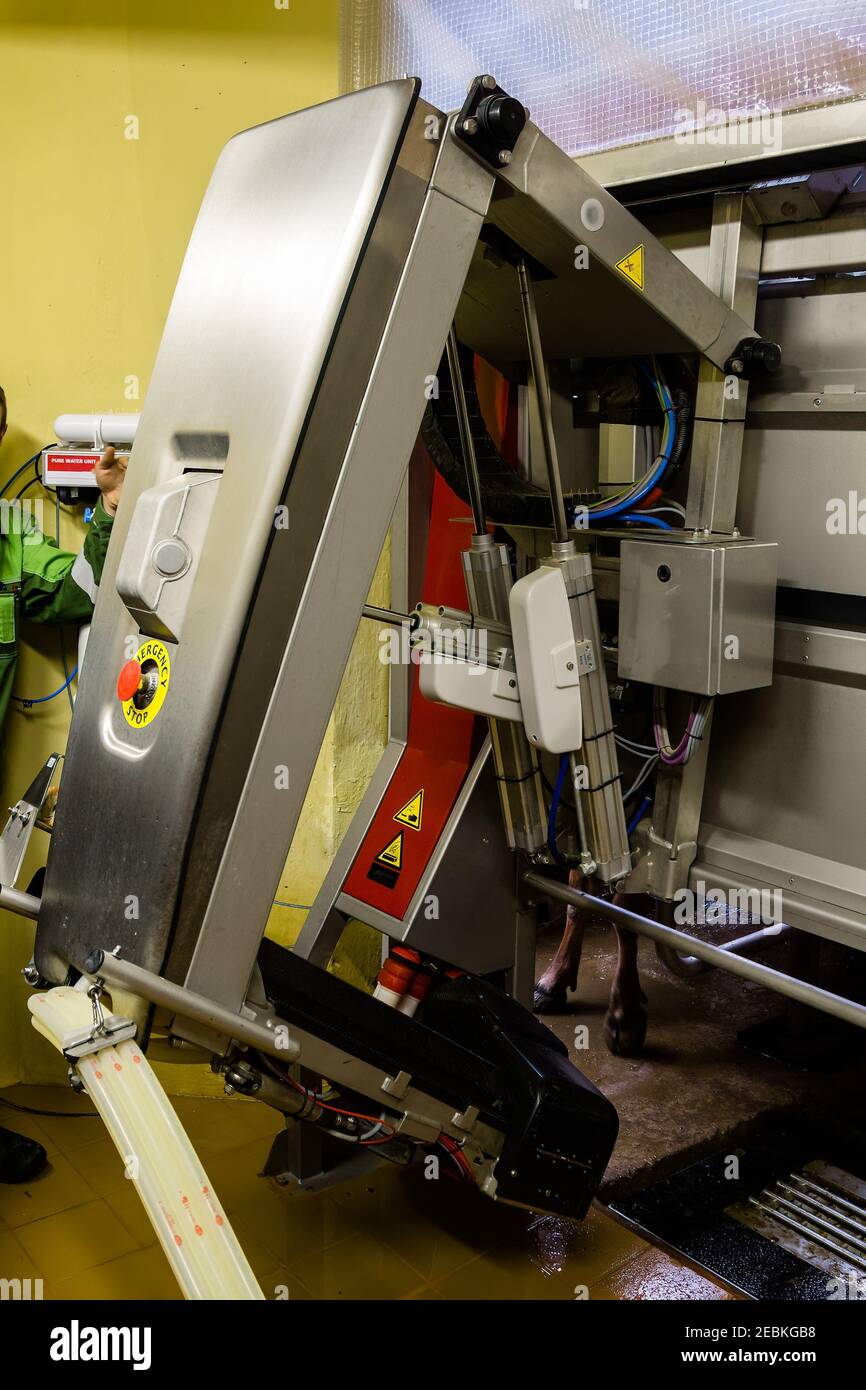 Milking the cows with a fully automated milking robot Stock Photo - Alamy