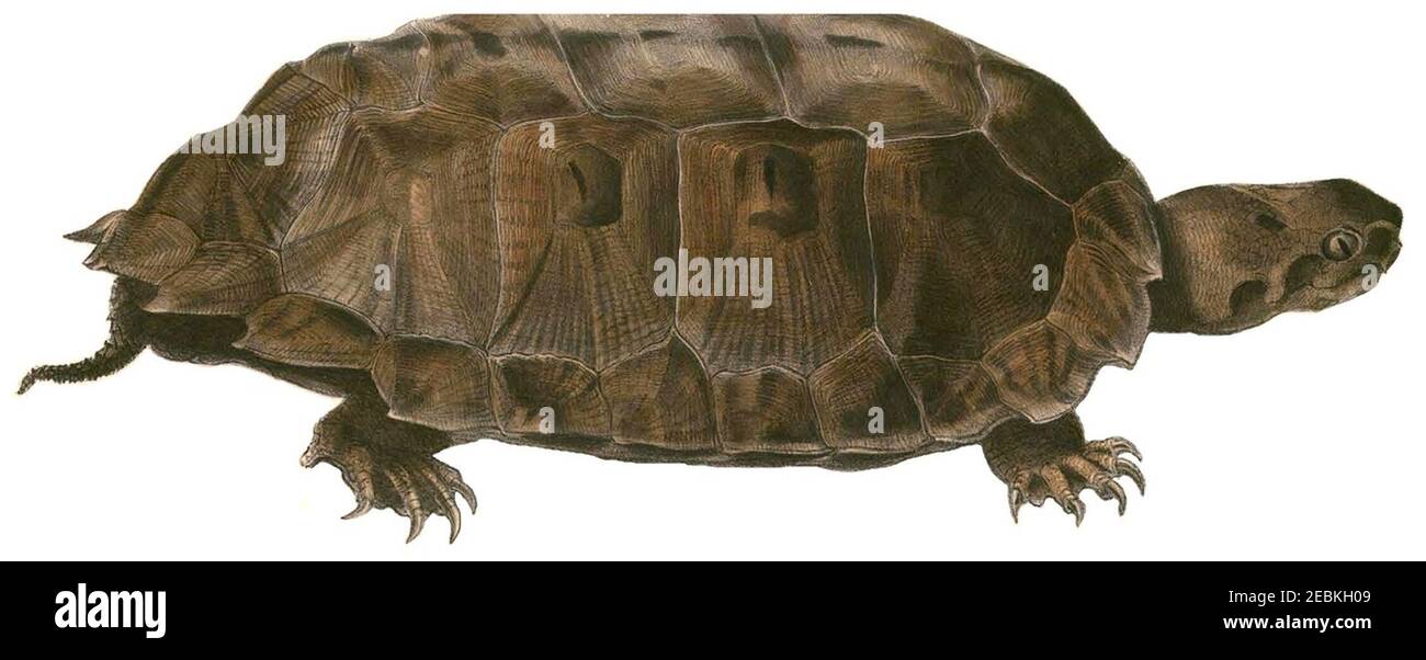 Notochelys platynota Hardwicke white background Stock Photo - Alamy