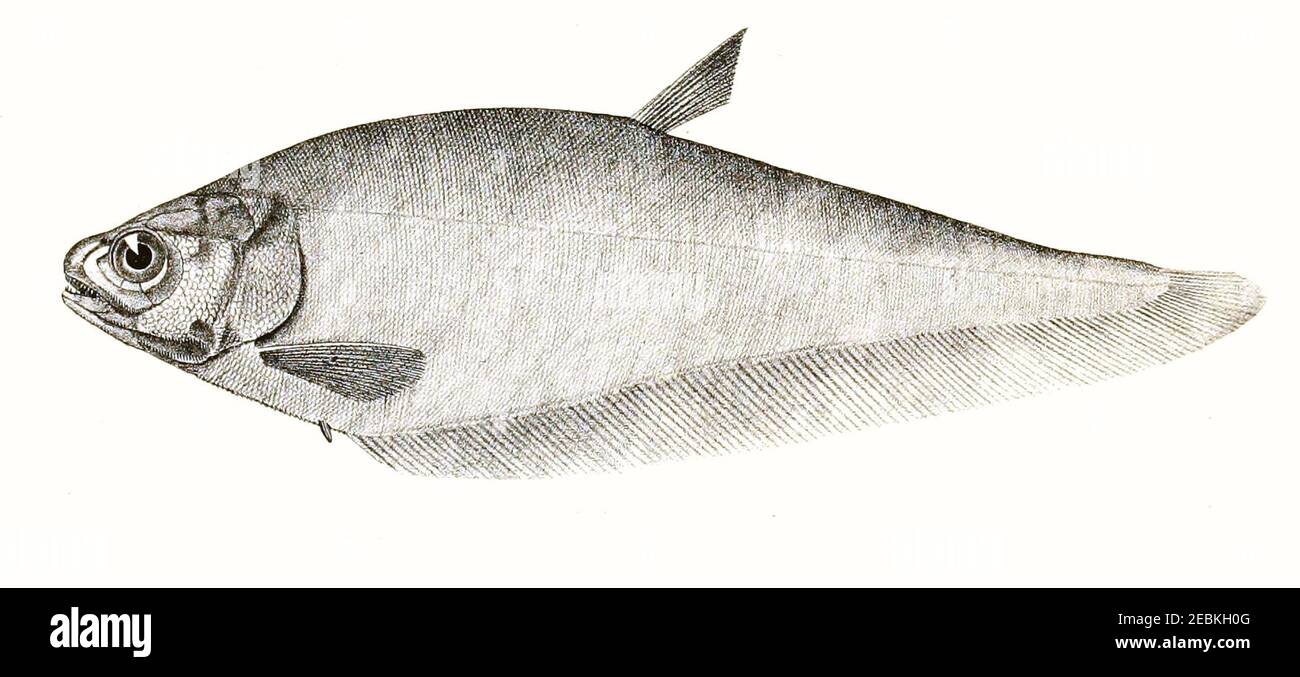 Notopterus Notopterus High Resolution Stock Photography and Images - Alamy