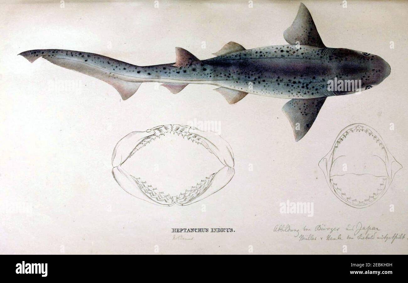 Notorynchus cepedianus a Stock Photo - Alamy