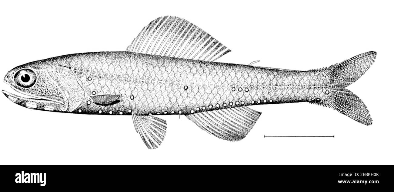 Kroyeri hi-res stock photography and images - Alamy