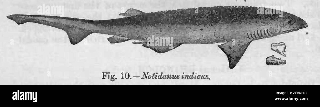 Notorynchus cepedianus Black and White Stock Photos & Images - Alamy