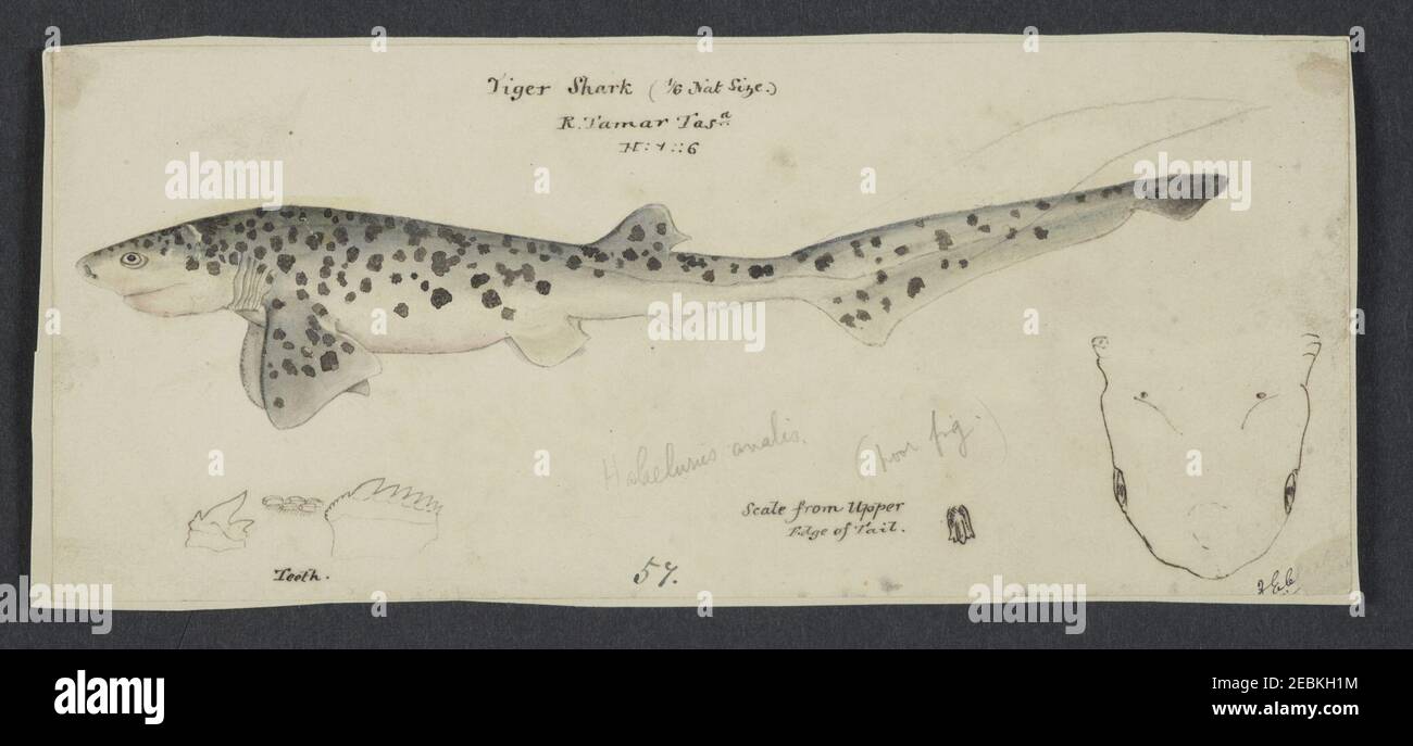 Notorynchus cepedianus by Frank Edward Clarke Stock Photo - Alamy