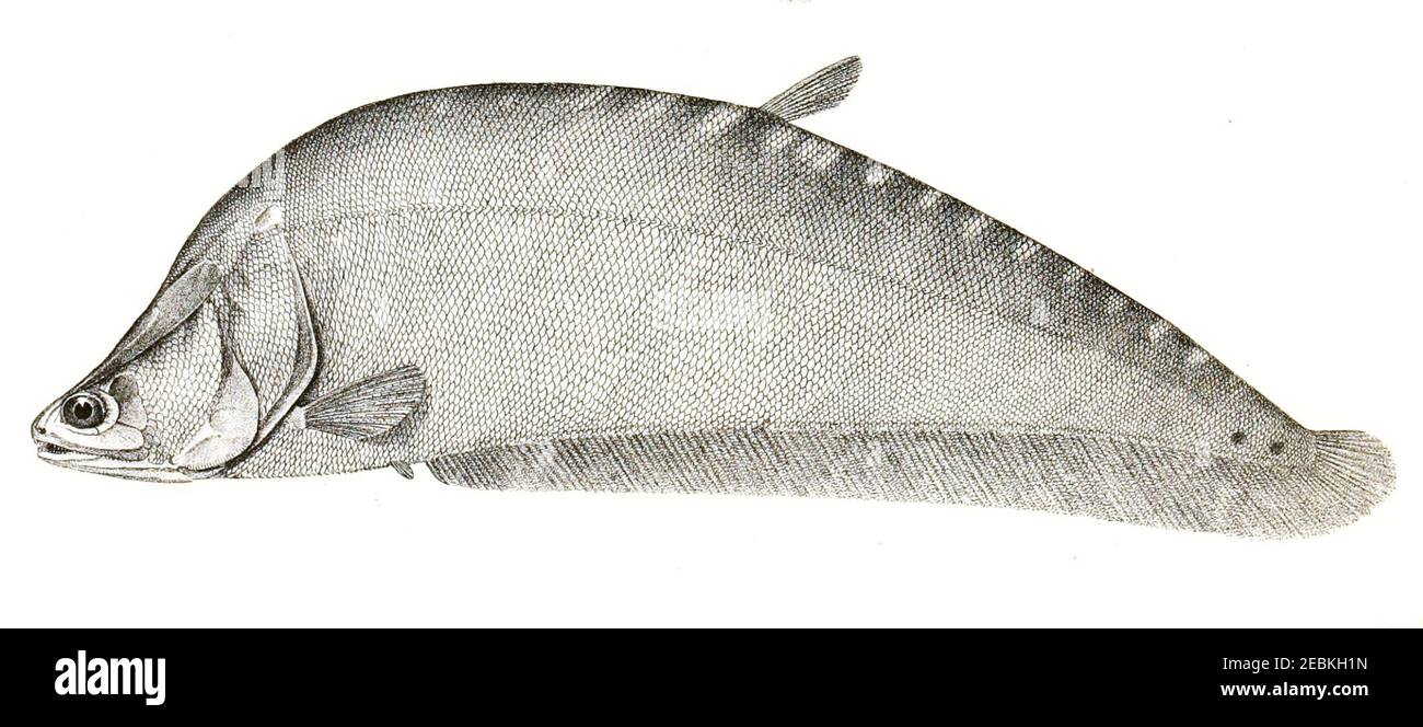 Notopterus Notopterus