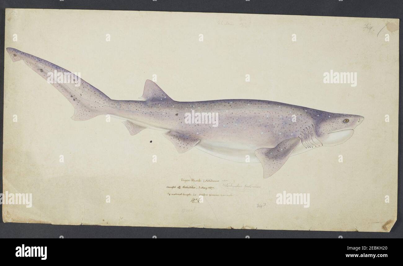 Notorynchus cepedianus hi-res stock photography and images - Alamy