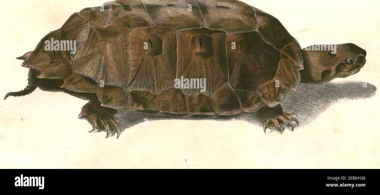 Platynota hi-res stock photography and images - Alamy