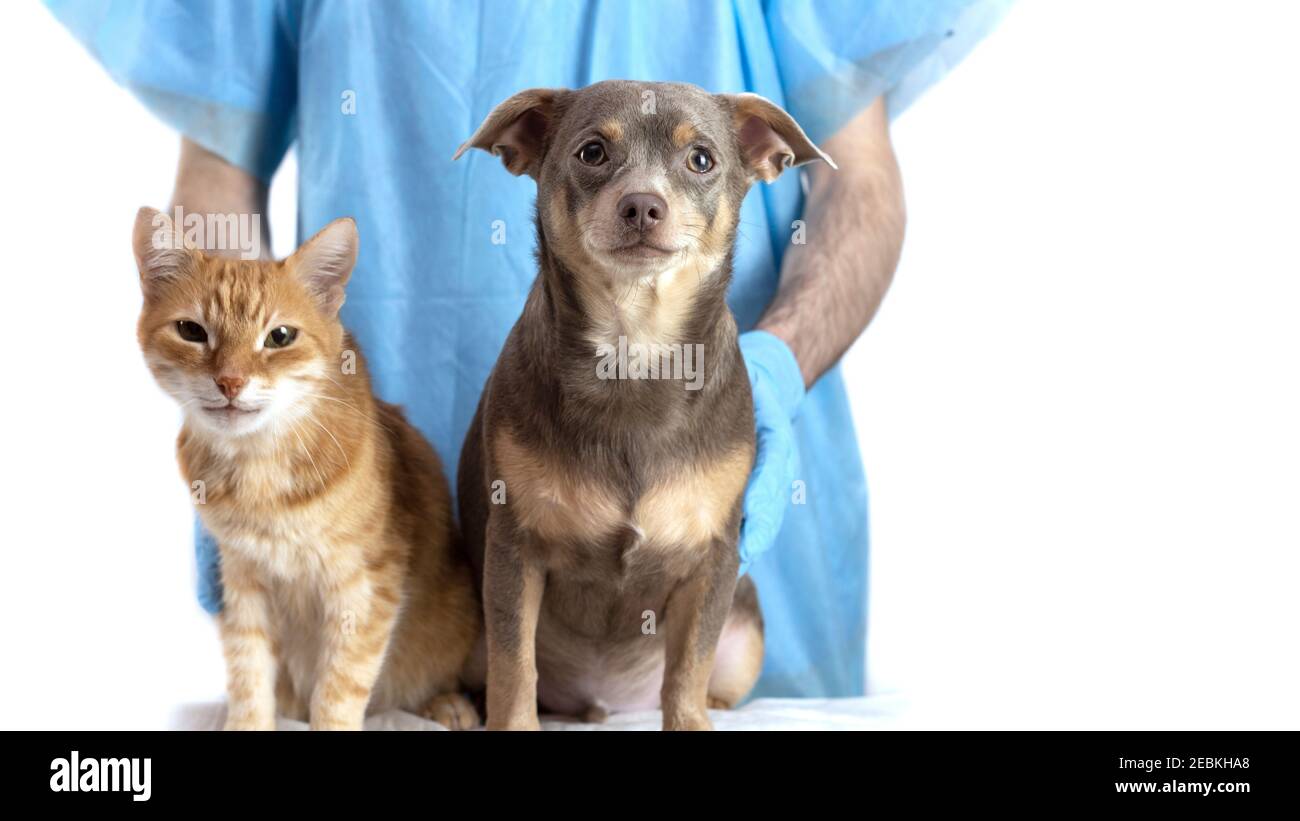 Puppy and cat at the veterinarian. Vaccination. Vaccinations of cats ...