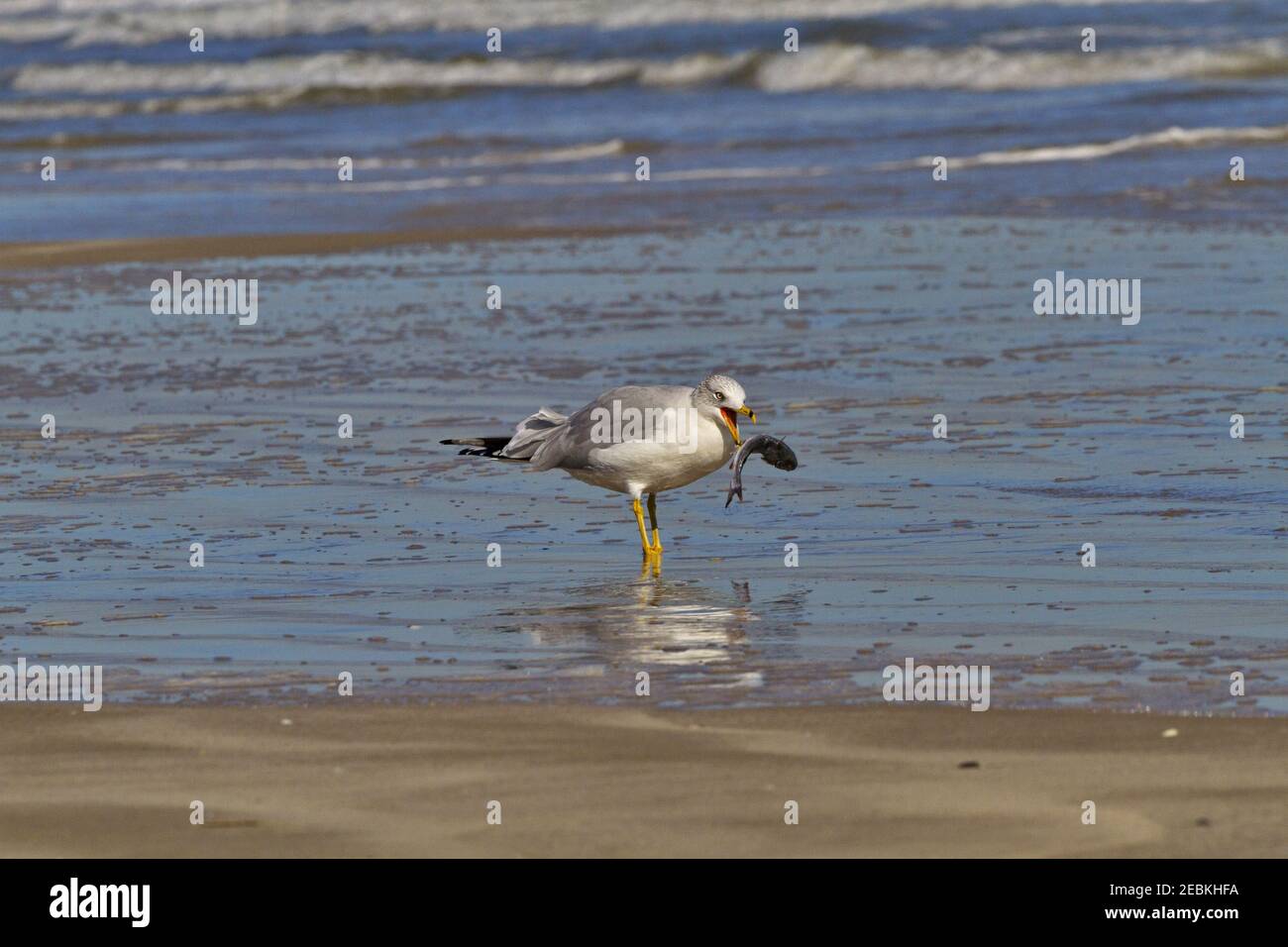 Ring billed gull catches arched, jumping fish along Beach Drive of ...