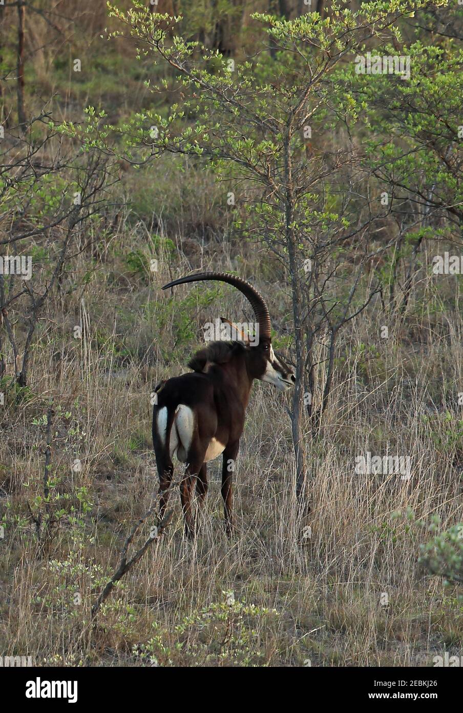 Scrubland africa hi-res stock photography and images - Alamy