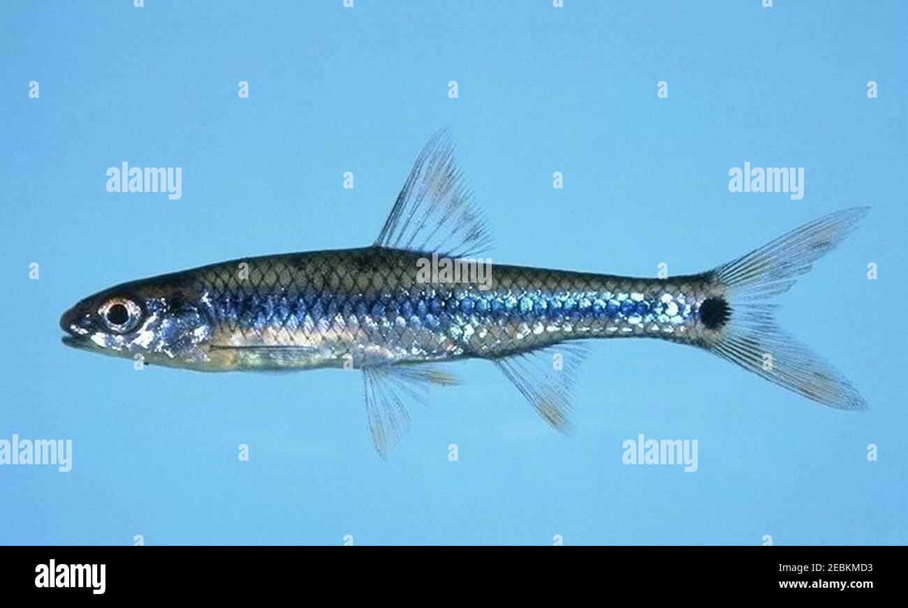 Notropis maculatus crop Stock Photo - Alamy