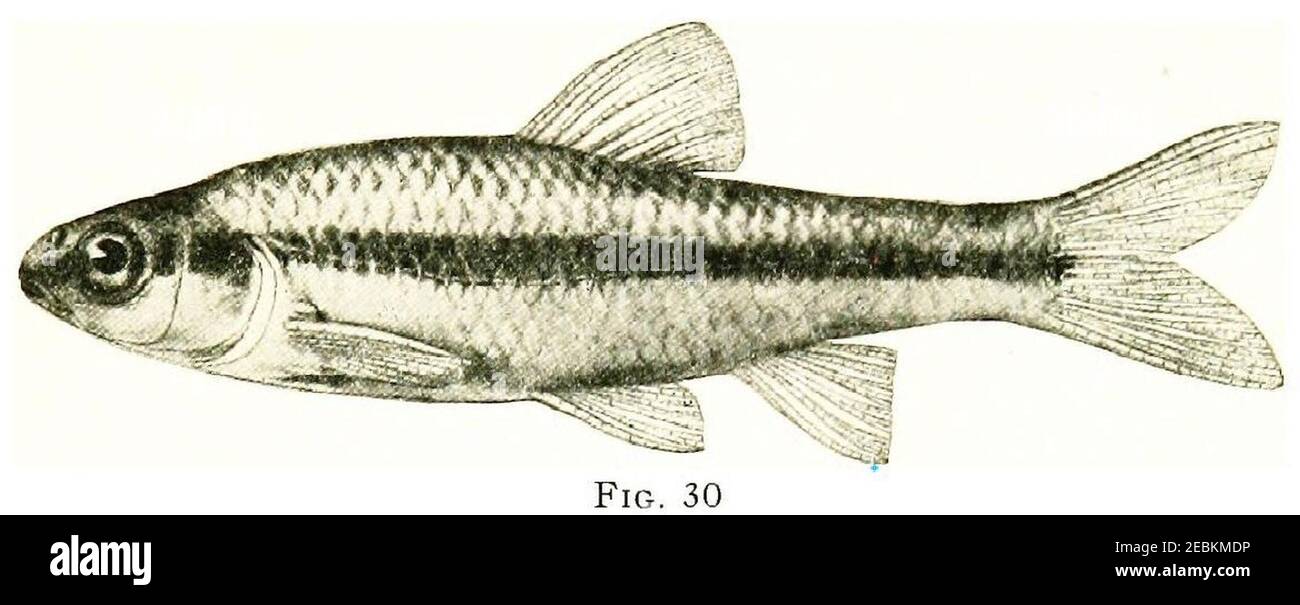 Notropis hi-res stock photography and images - Alamy