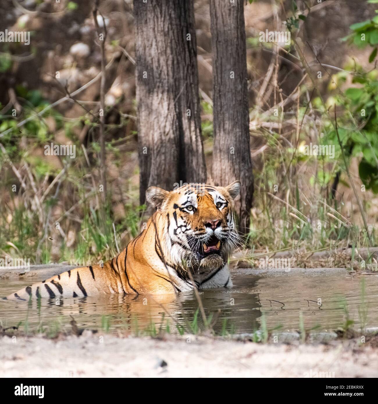 Tiger resting in the waterhole to escape from the heat Stock Photo - Alamy