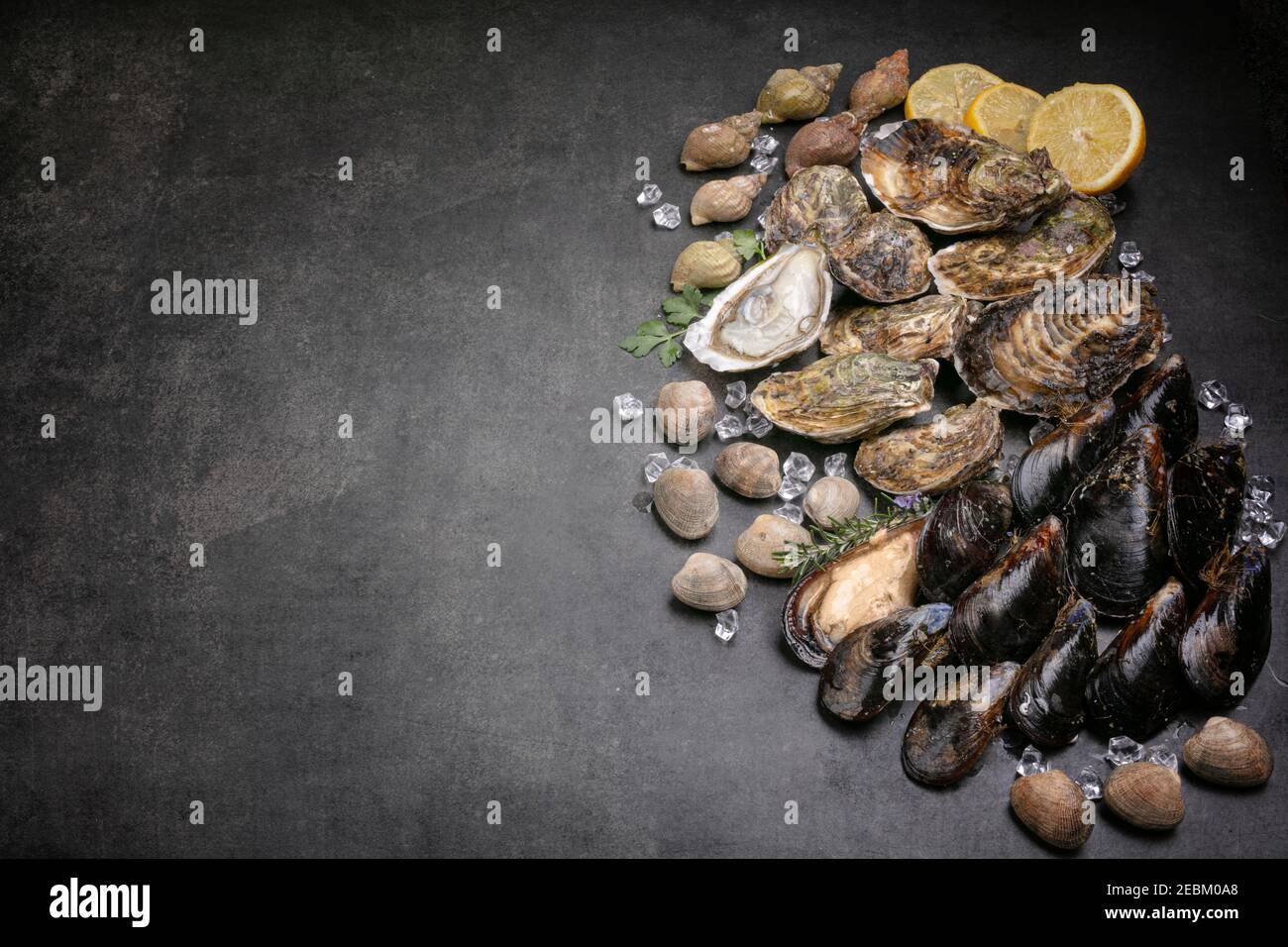 Shell, mussel, oyster, clam, sea snail on black background with space ...