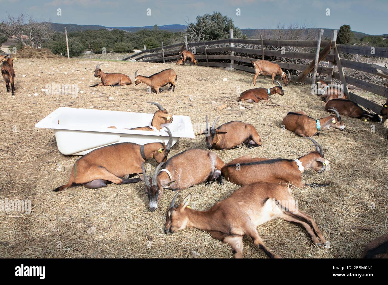 Goats sleeping in a farm Stock Photo - Alamy