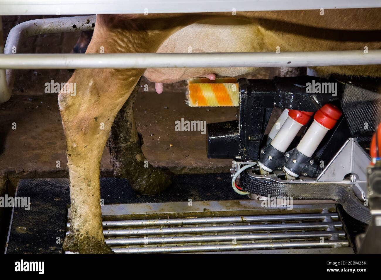 Automatic milking robot arm machine hi-res stock photography and images ...