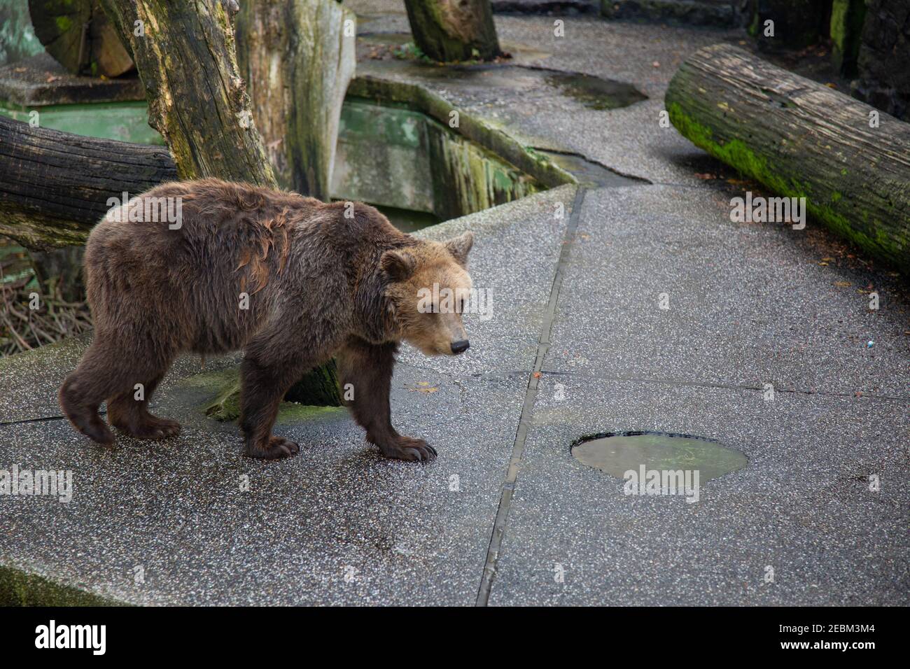 Brown bear walking in its zoo habitat Stock Photo - Alamy