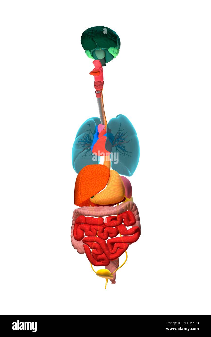 Human torso with internal organs, illustration Stock Photo - Alamy