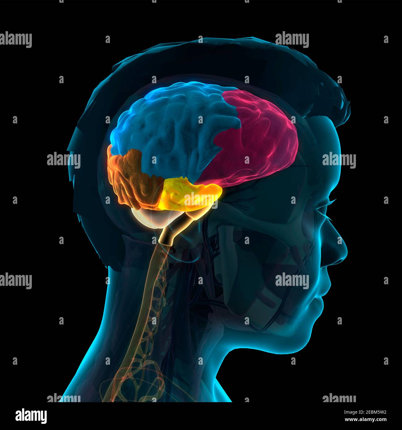 Human brain anatomy, 3D illustration Stock Photo - Alamy