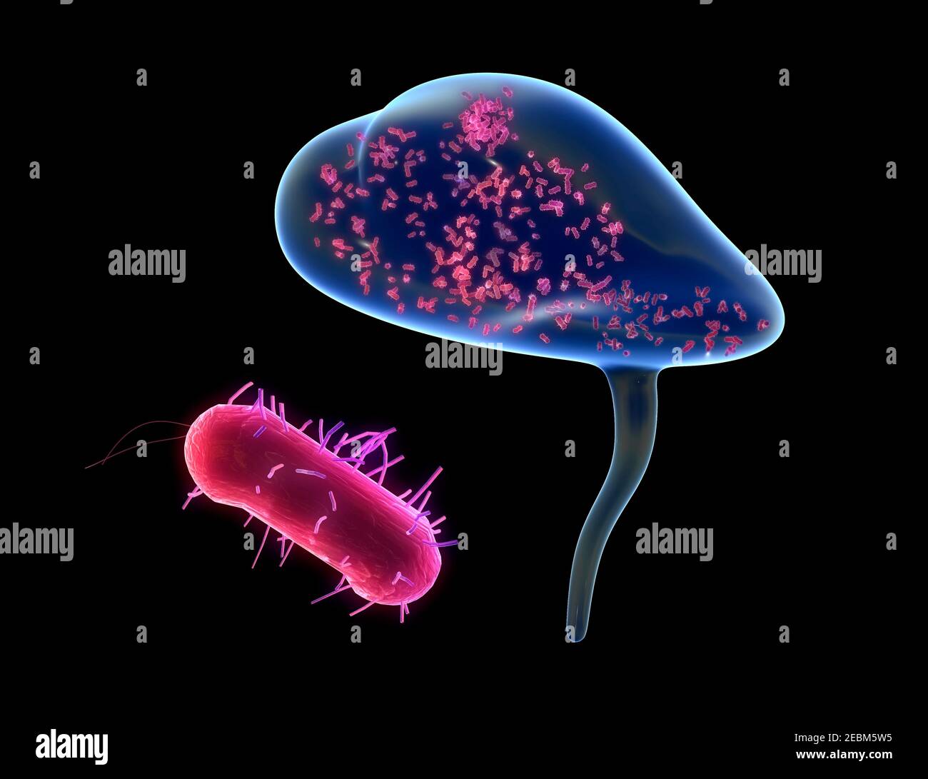 Urinary Tract Infection Bacteria