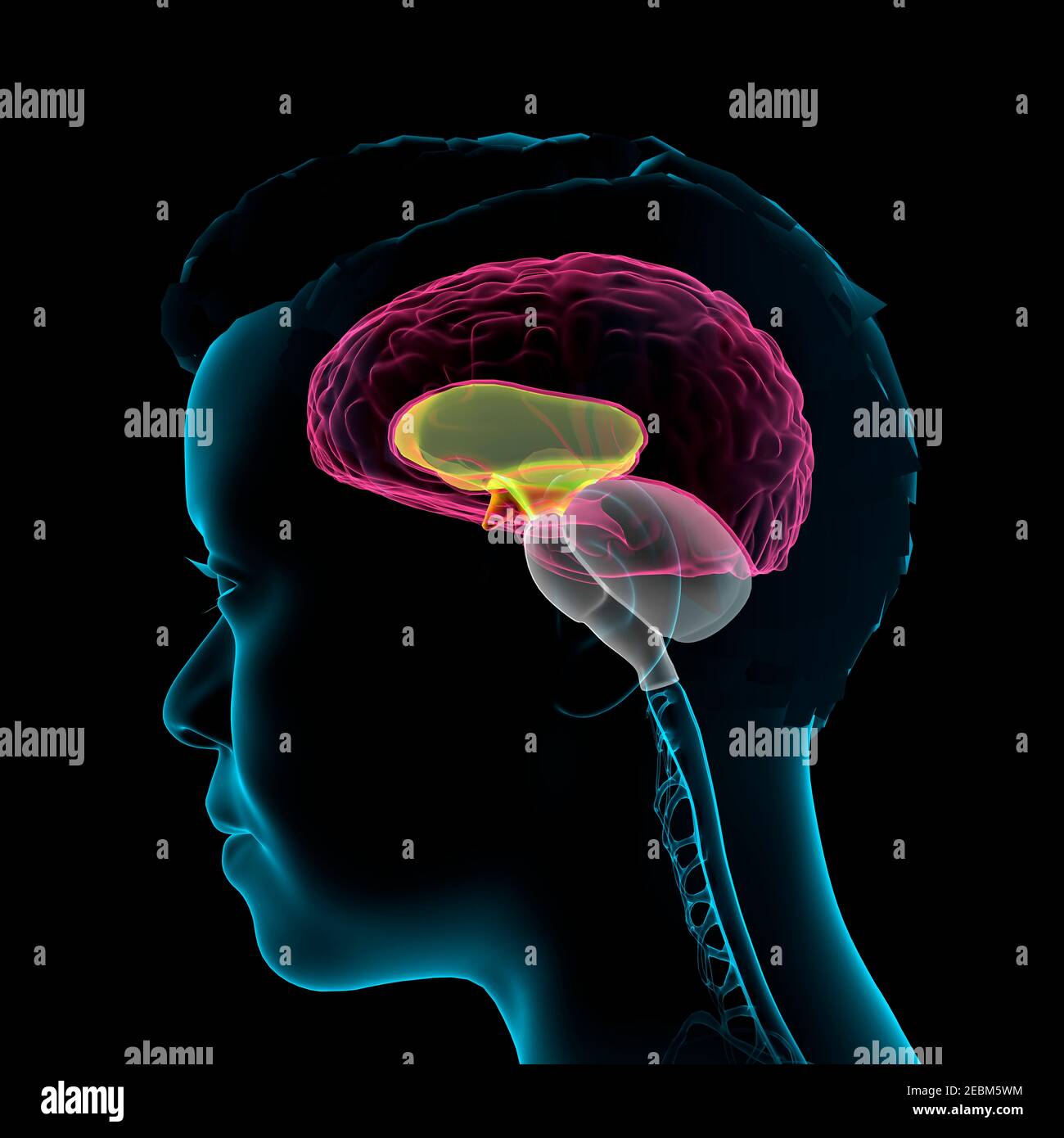 Human brain anatomy, 3D illustration Stock Photo - Alamy